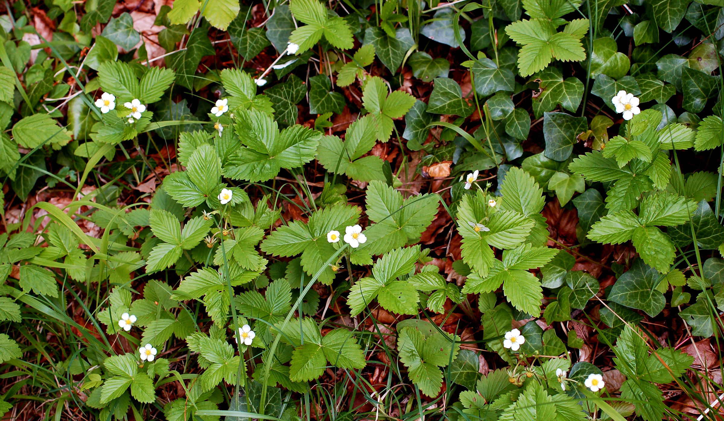 Fragul - fructe delicioase și frunze de leac | Paradis Verde