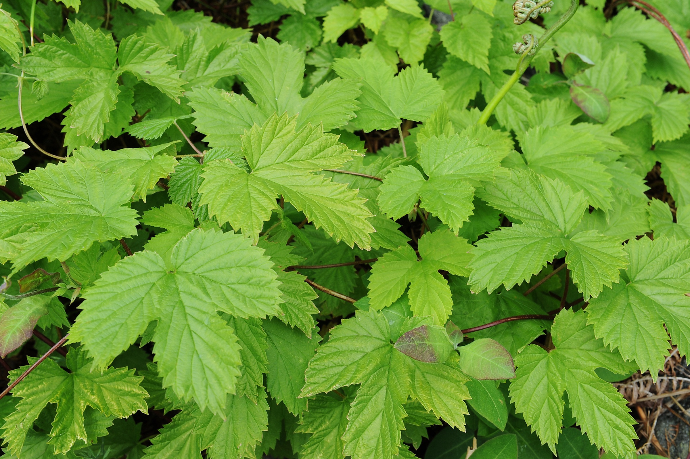 Hameiul atenuează dorința sexuală și vindecă bolile genitale | Paradis ...