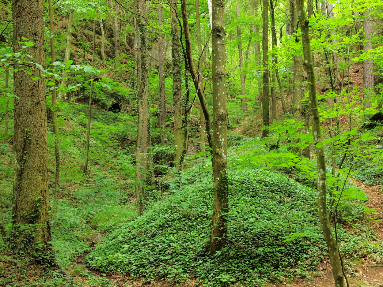 Iedera, fructe otrăvitoare dar frunze tămăduitoare | Paradis Verde