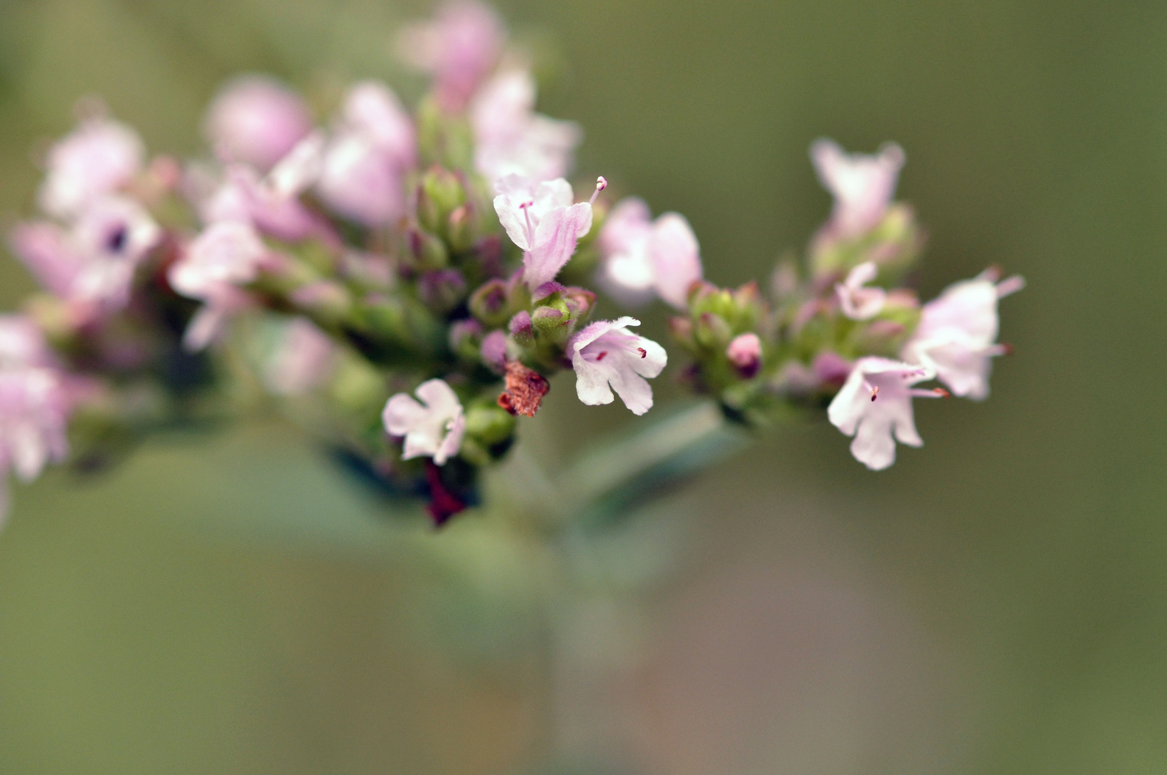 Isopul, planta vindecătoare din psalmul 50 | Paradis Verde