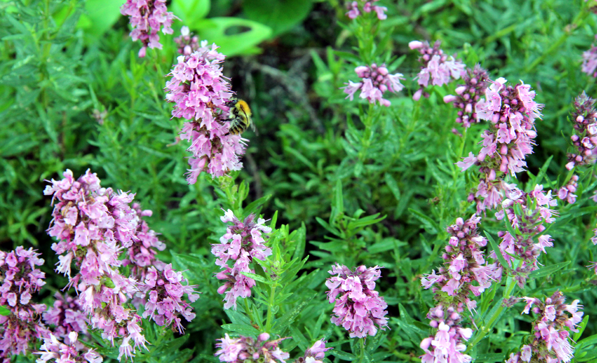 Isopul, planta vindecătoare din psalmul 50 | Paradis Verde