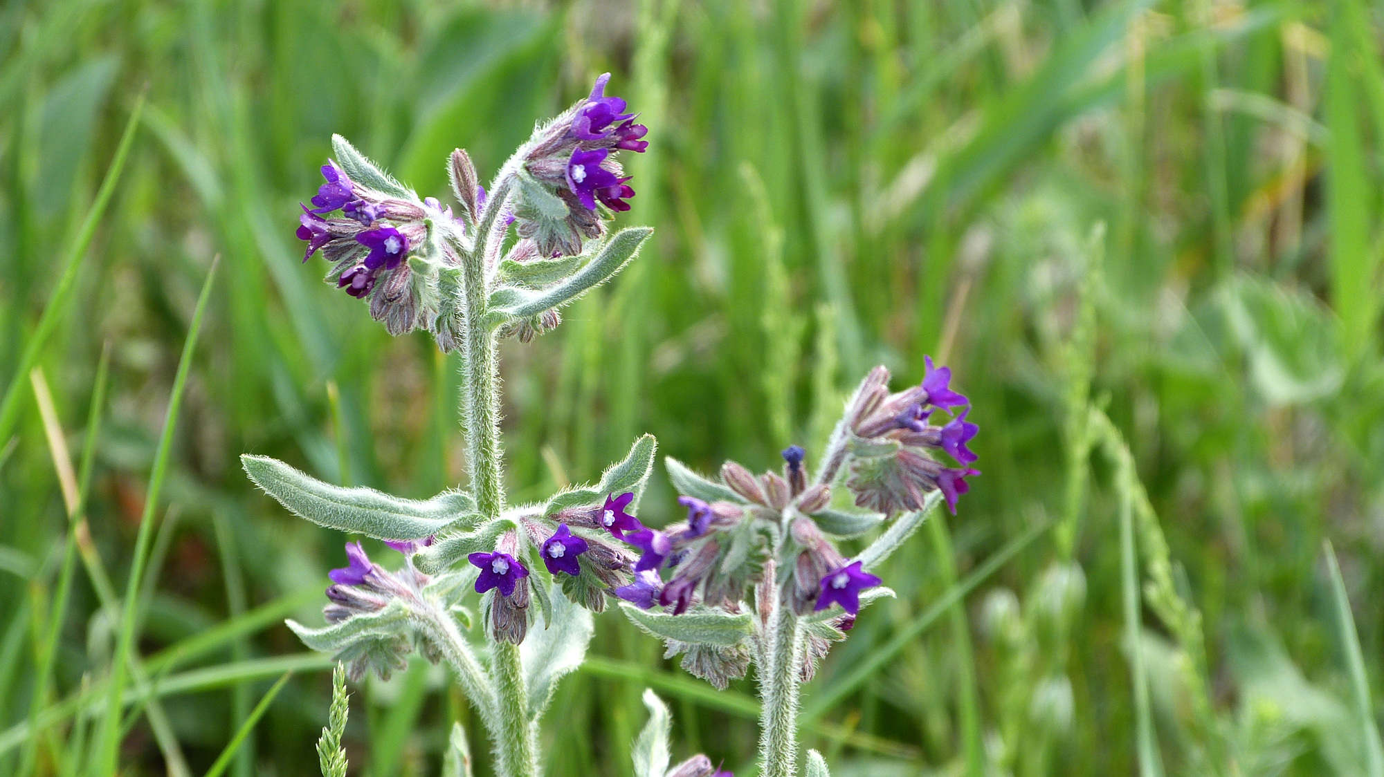 Bolile pentru care se pot prepara leacuri din limba-boului | Paradis Verde