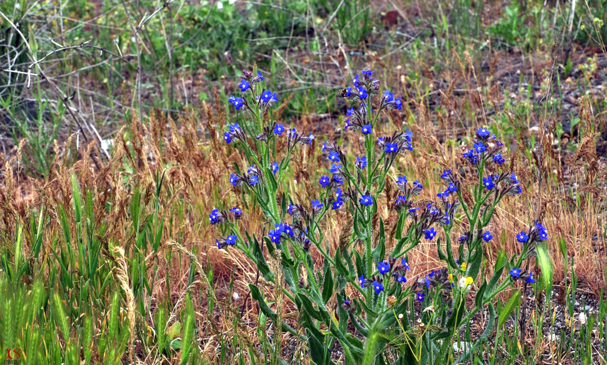 Bolile pentru care se pot prepara leacuri din limba-boului | Paradis Verde