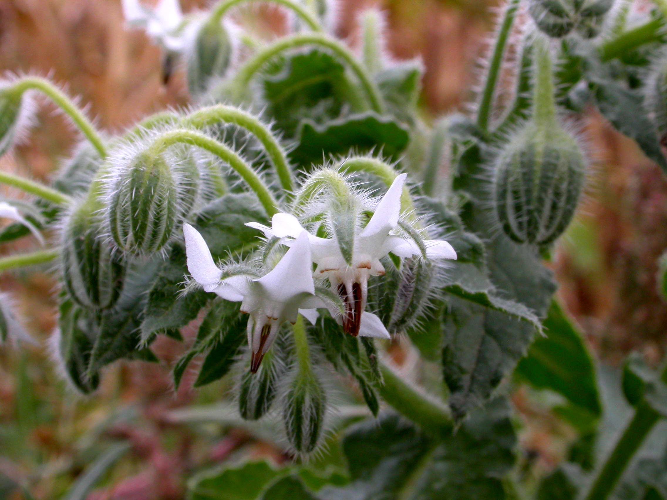 Limba mielului, planta tămăduitoare cu flori ca albastrul de Voroneț ...