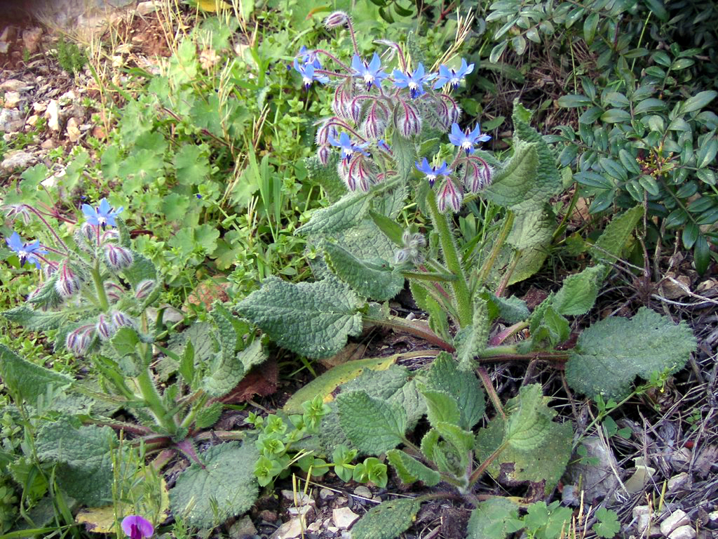 Limba mielului, planta tămăduitoare cu flori ca albastrul de Voroneț ...