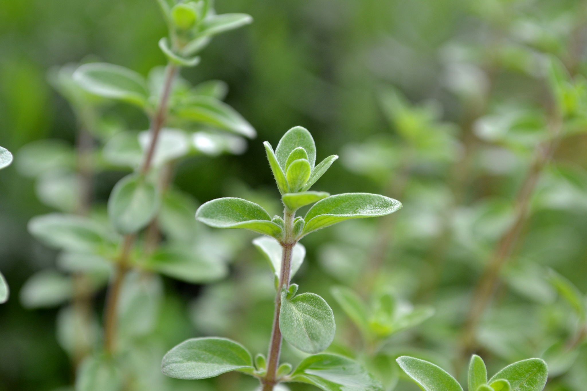 Măghiranul, planta aromatică care tratează durerile de cap persistente ...