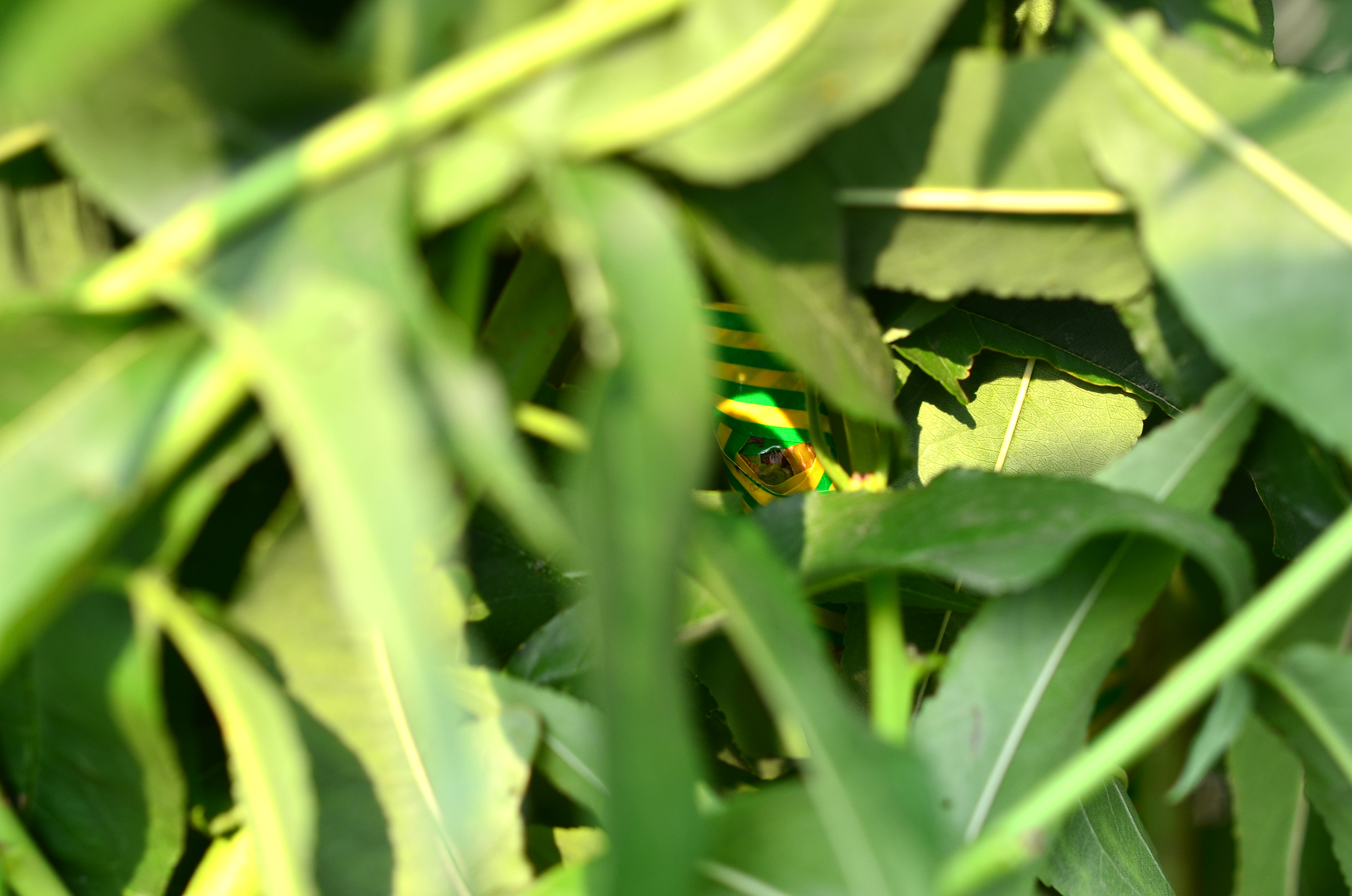 Altoirea de august a pomilor, în imagini pas cu pas | Paradis Verde