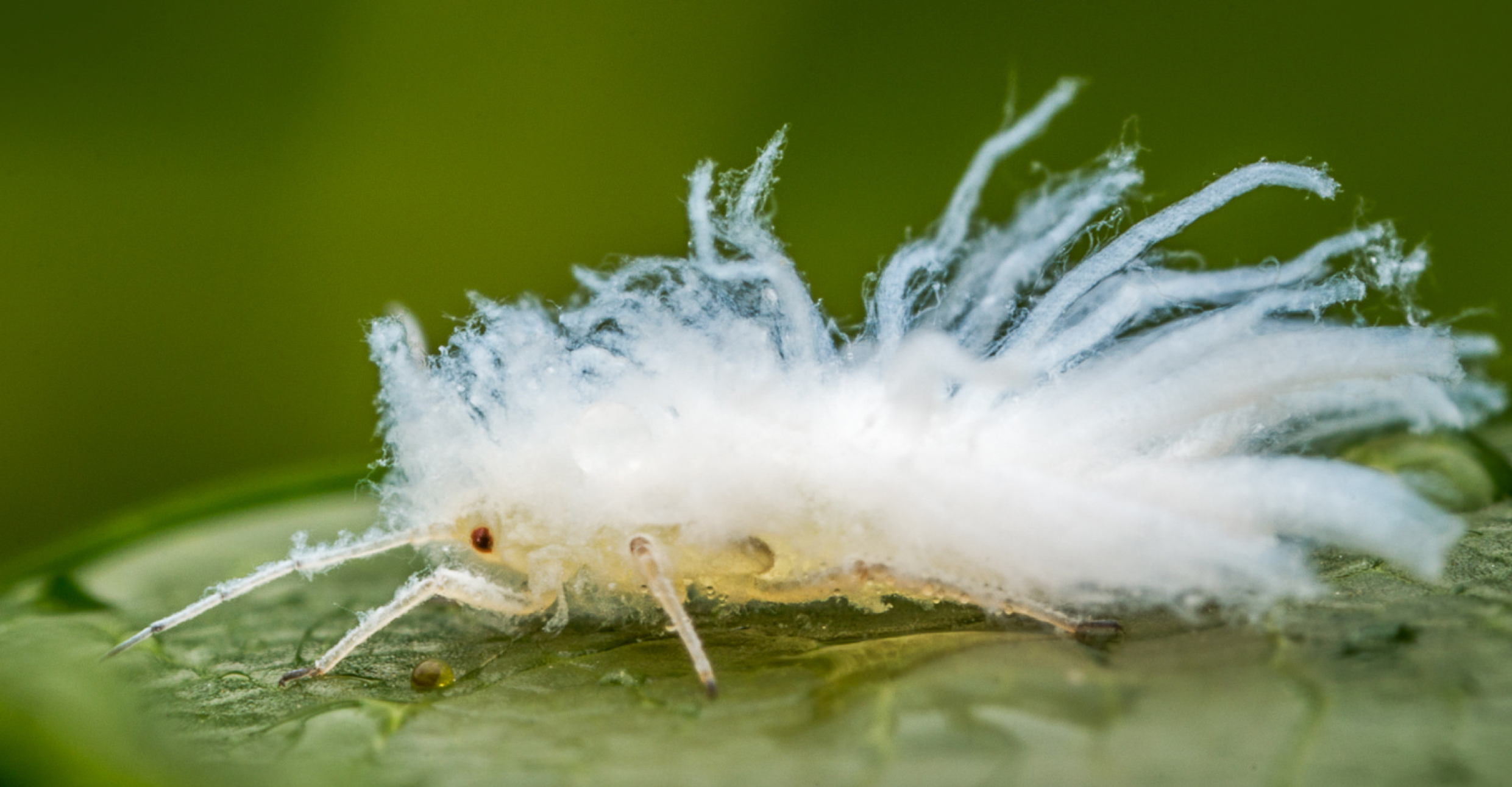 Momentul cel mai indicat pentru tratamente împotriva păduchelui lânos ...