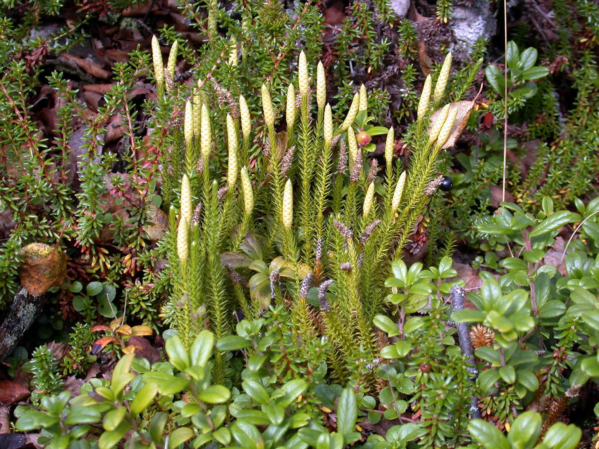 Pedicuța te ajută să te lași de fumat | Paradis Verde