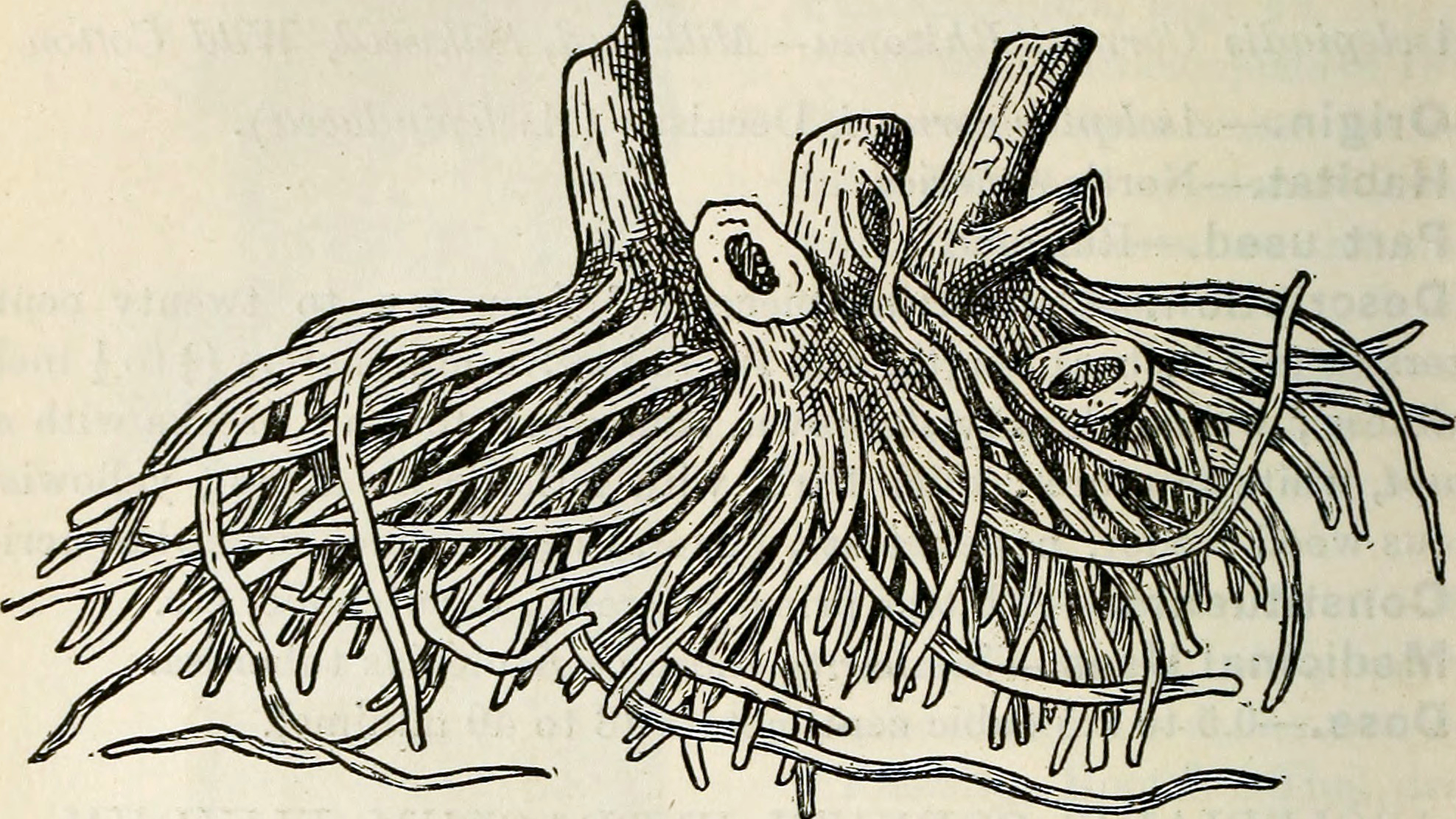 Rădăcina de nalbă-mare stimulează creșterea dinților de lapte | Paradis ...
