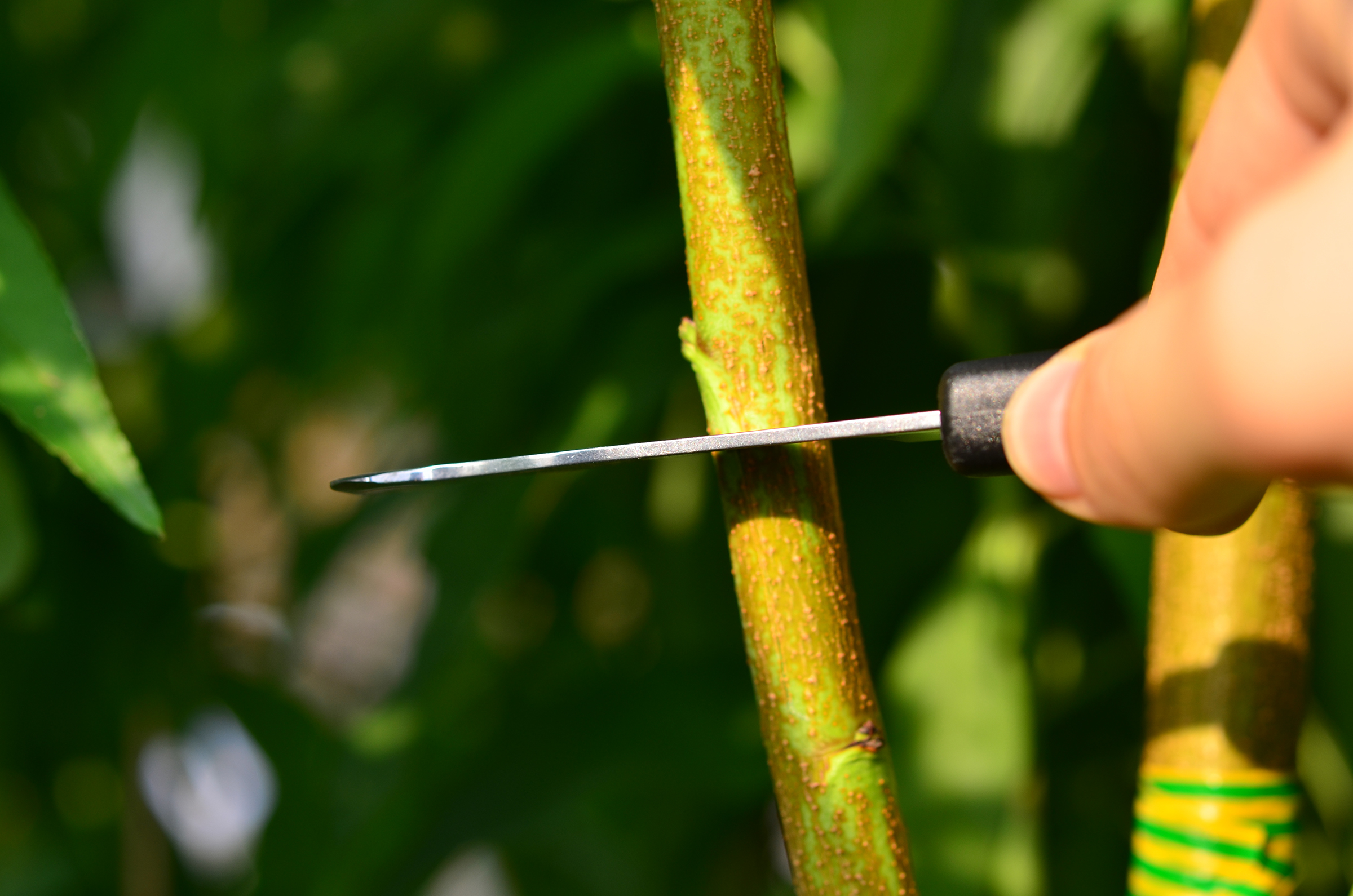 Altoirea de august a pomilor, în imagini pas cu pas | Paradis Verde