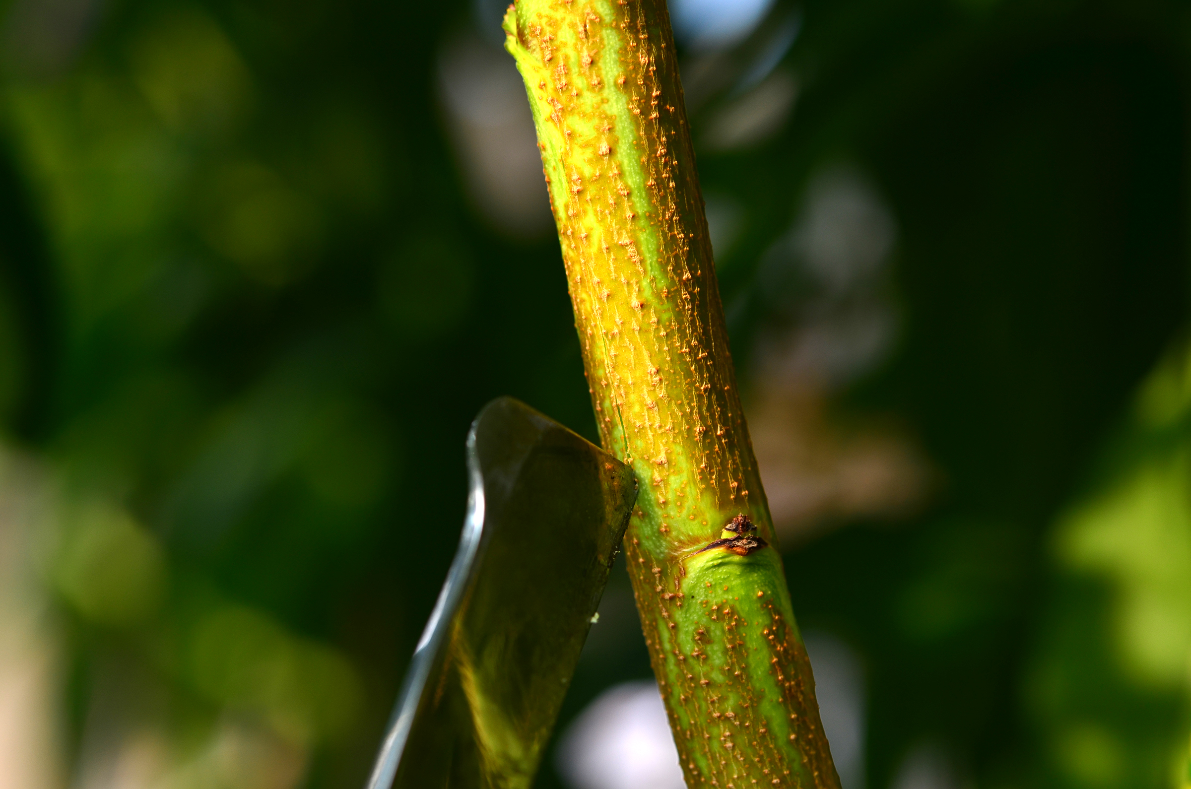 Altoirea de august a pomilor, în imagini pas cu pas | Paradis Verde