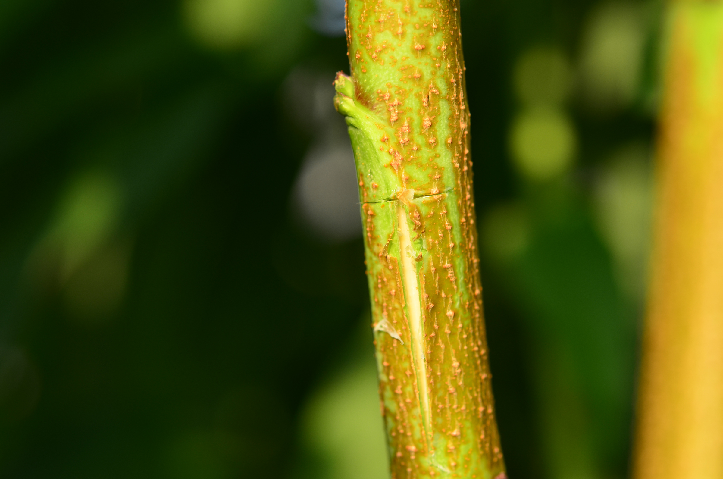 Altoirea de august a pomilor, în imagini pas cu pas | Paradis Verde