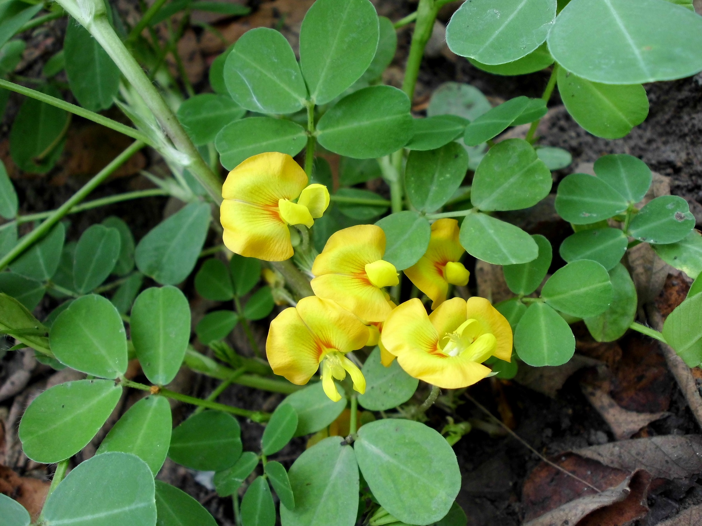 Arahidele - întăresc bila, dar scad apetitul sexual | Paradis Verde