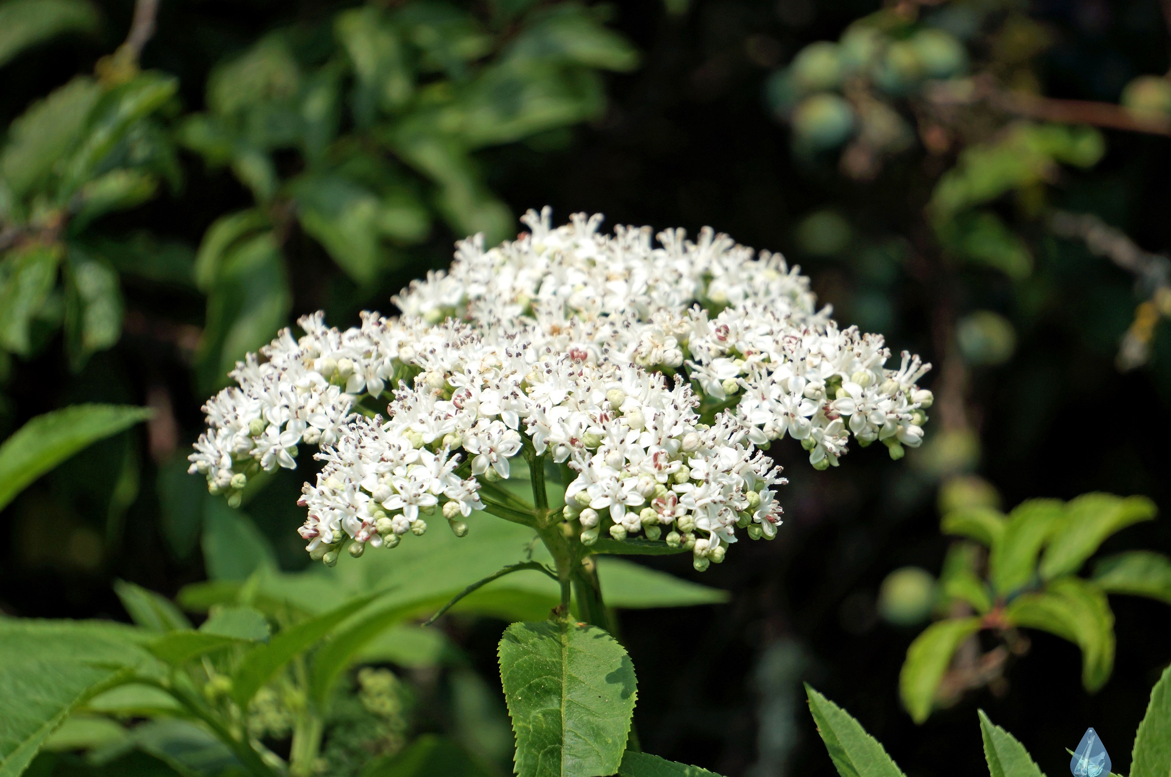 Bozul taie pofta de mâncare (ideal în curele de slăbit) | Paradis Verde