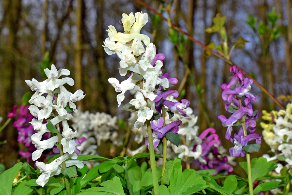 Brebenelul, eficient în boala Parkinson și în tremurăturile pe fond ...