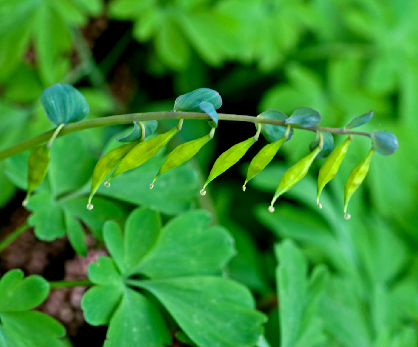 Brebenelul, eficient în boala Parkinson și în tremurăturile pe fond ...