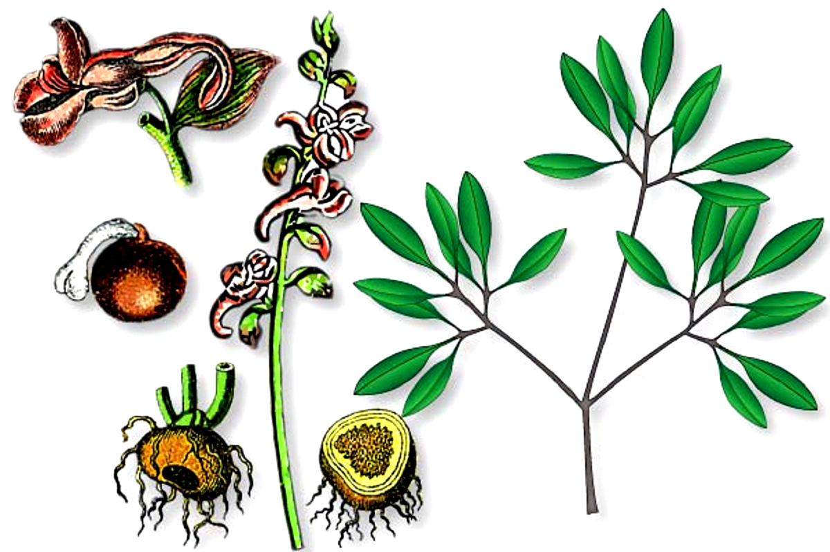 Brebenelul, eficient în boala Parkinson și în tremurăturile pe fond ...
