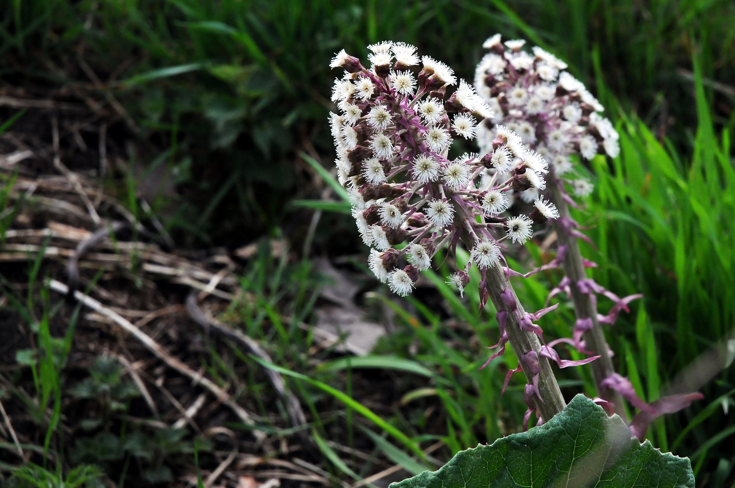 Brusturele dulce - efecte neuro-sedative și reglatoare ale activităţii ...