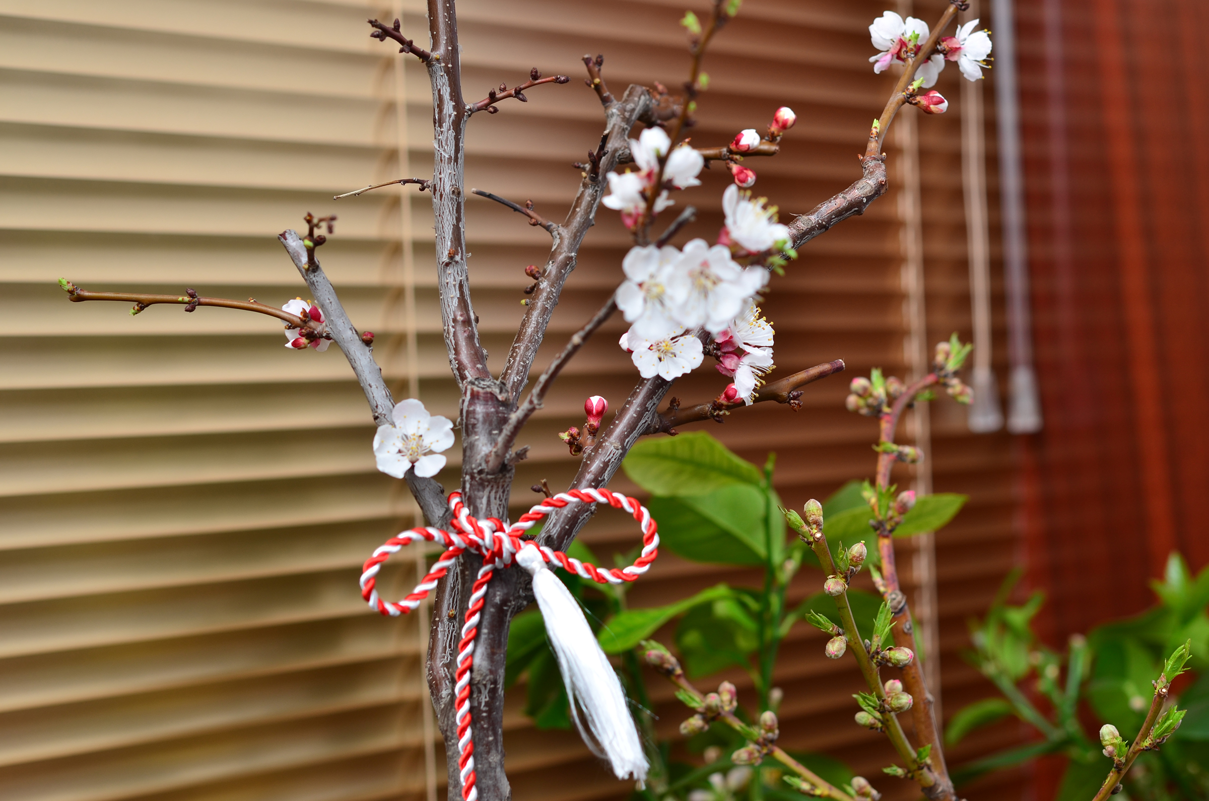 Pomi fructiferi care pot fi cultivați la bloc | Paradis Verde