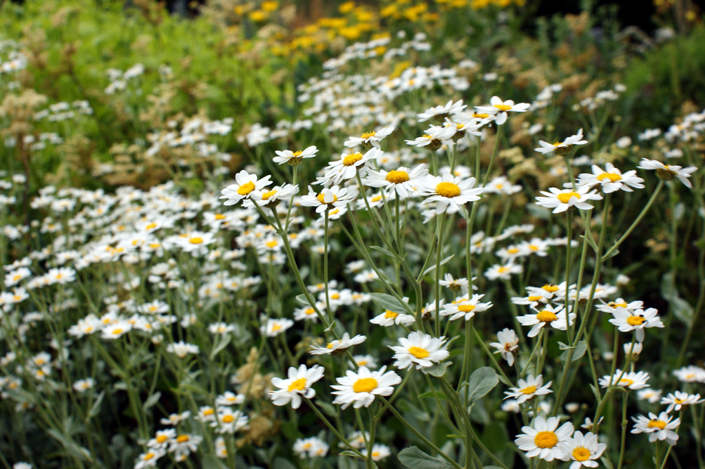 Calomfirul, planta de leac a dacilor | Paradis Verde