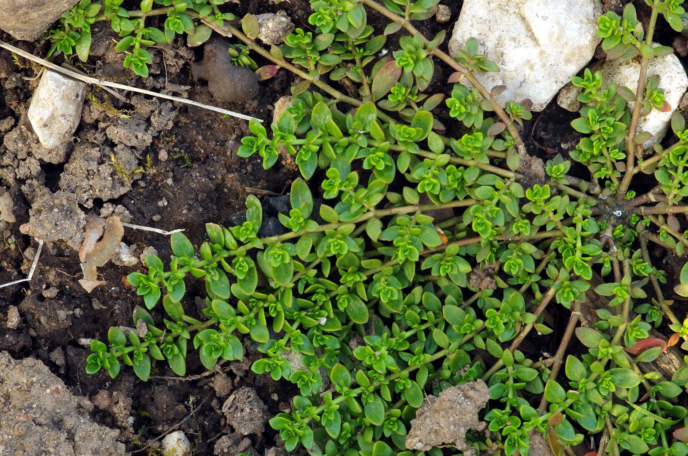 Feciorica, sănătatea rinichilor și a aparatului urinar | Paradis Verde