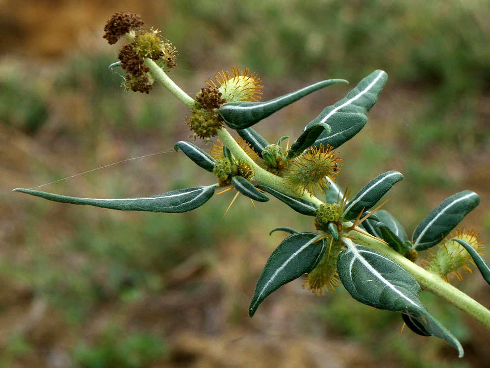 Ghimpele, buruiana de carantină ce tratează afecțiunile prostatei ...