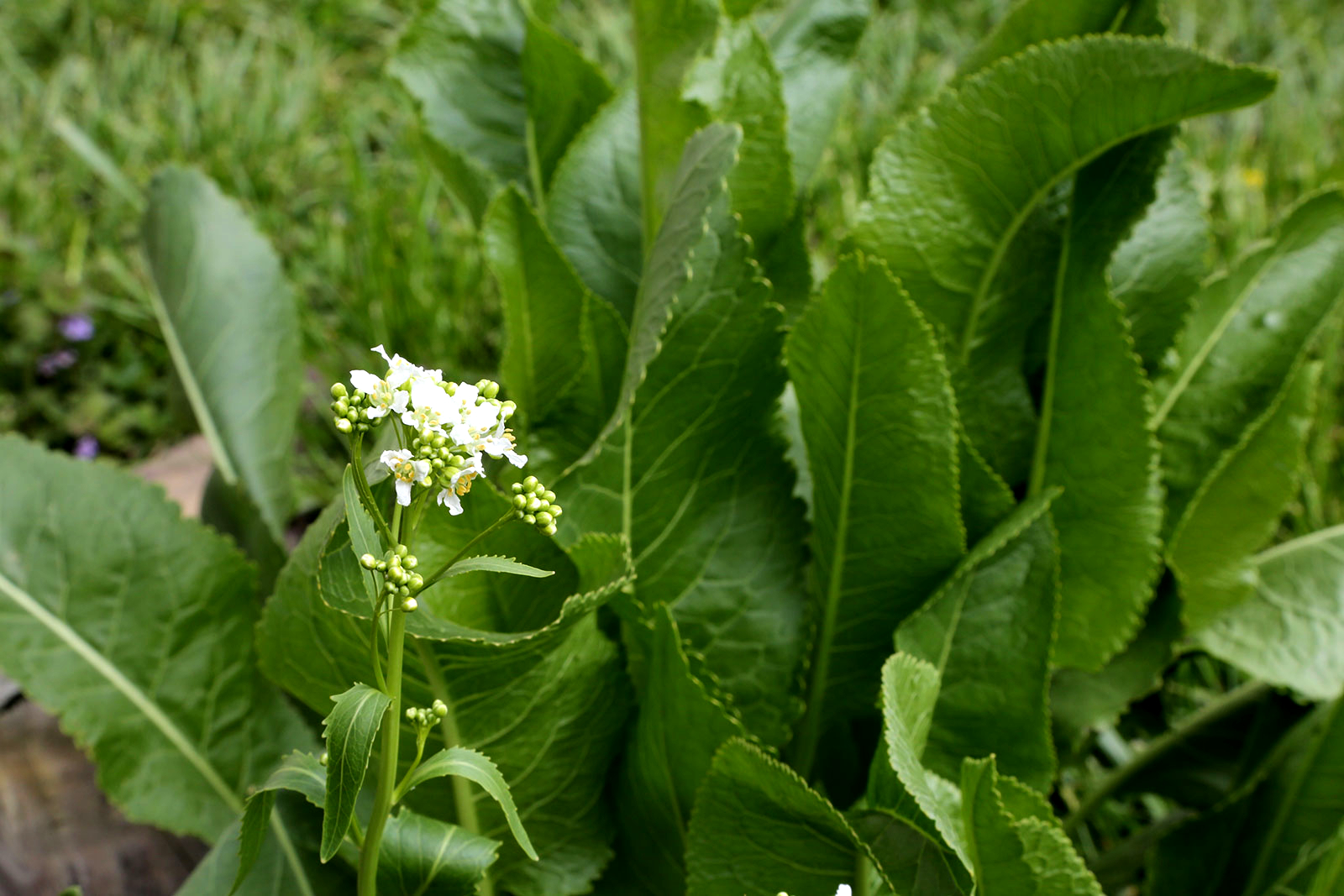 Rădăcinile de hrean, folosite ca medicament de mii de ani | Paradis Verde
