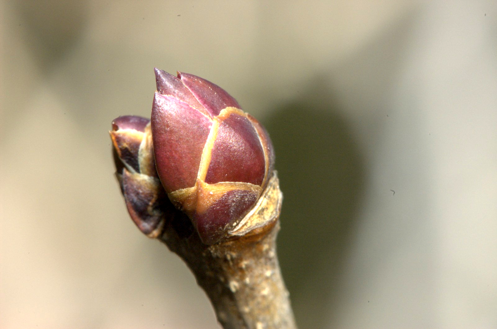 Știați că liliacul curăță tenul de pete? | Paradis Verde