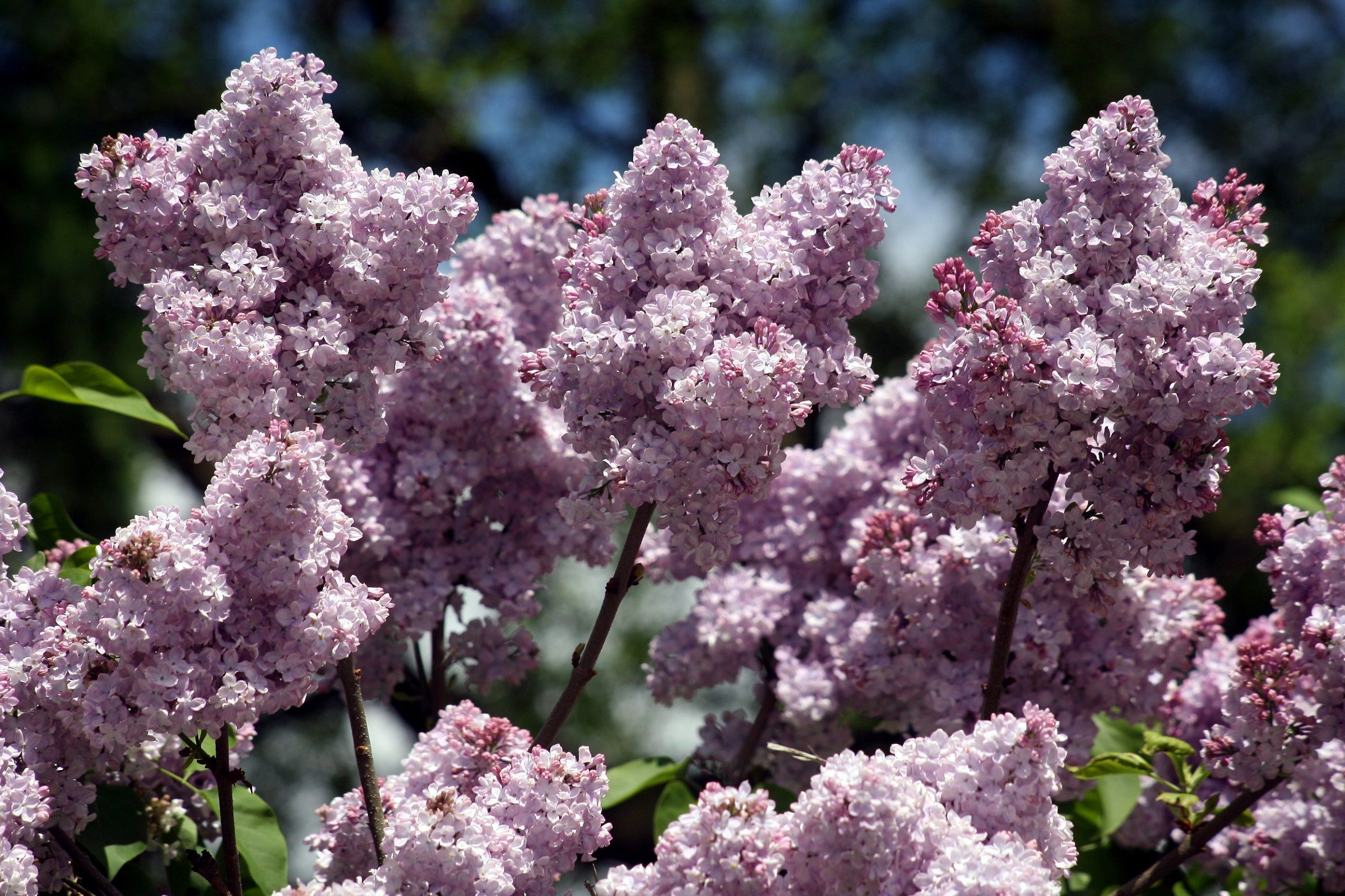 Știați că liliacul curăță tenul de pete? | Paradis Verde