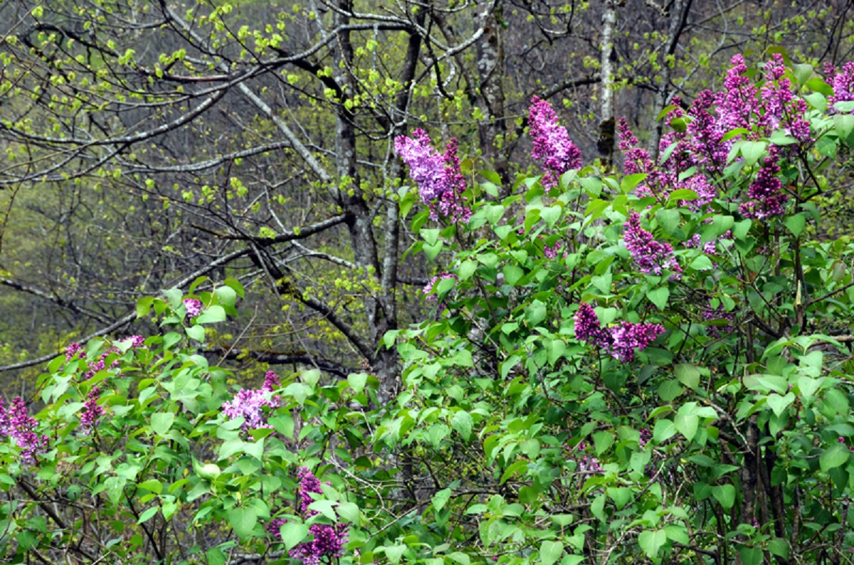 Știați că liliacul curăță tenul de pete? | Paradis Verde