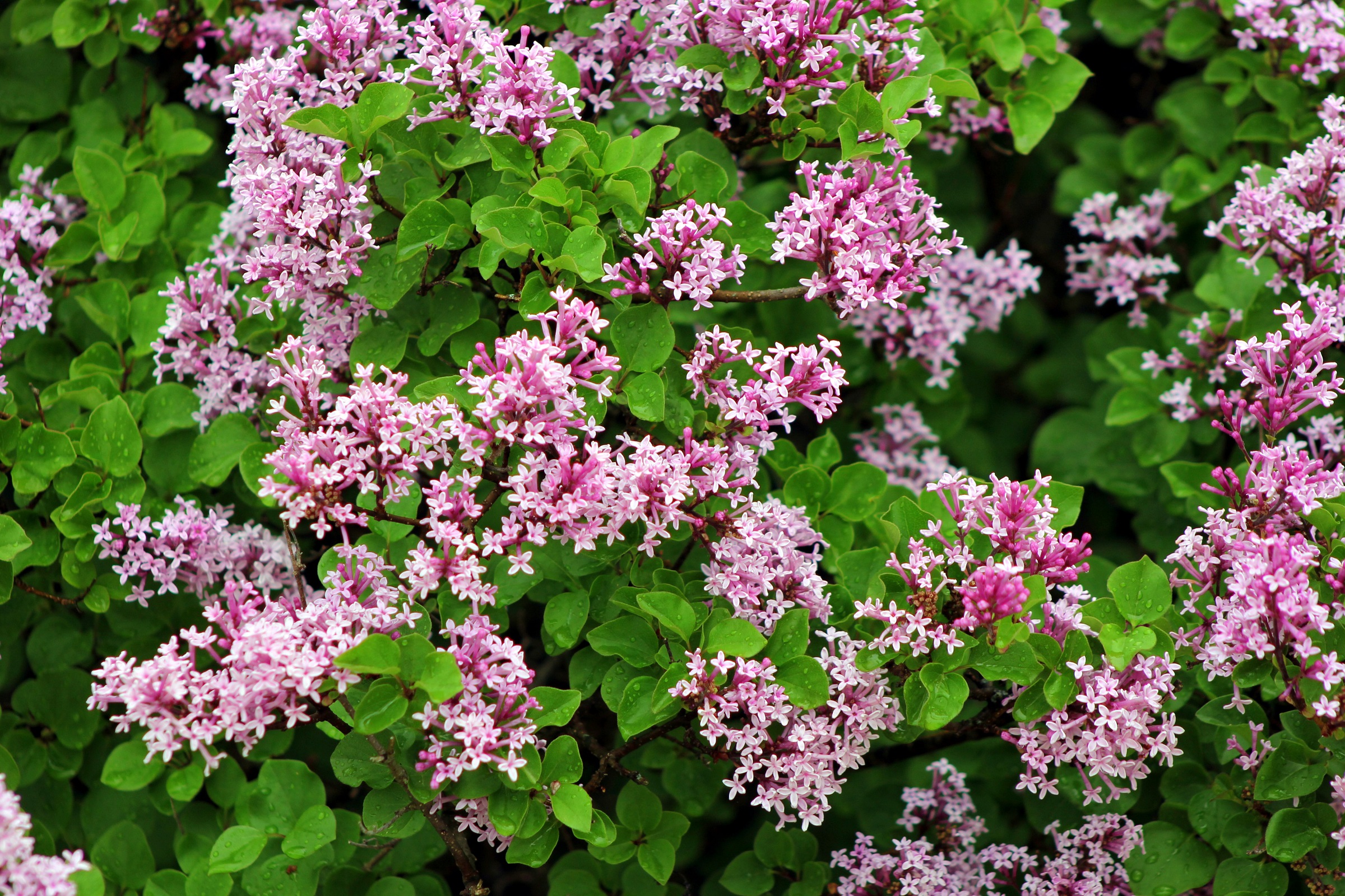 Știați că liliacul curăță tenul de pete? | Paradis Verde