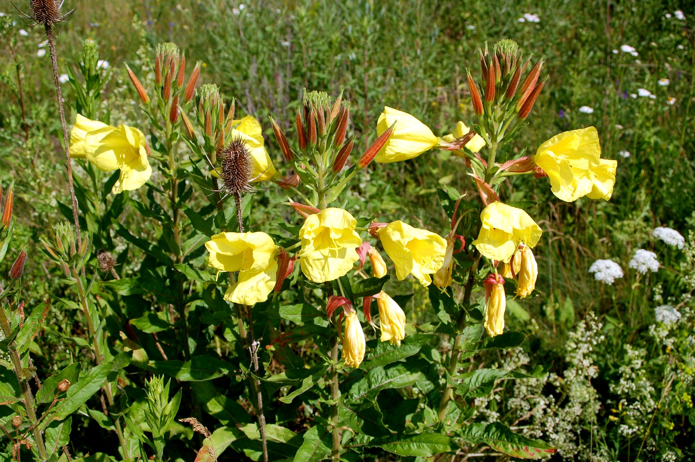 Luminița încetinește procesul de îmbătrânire prematură a tenului ...