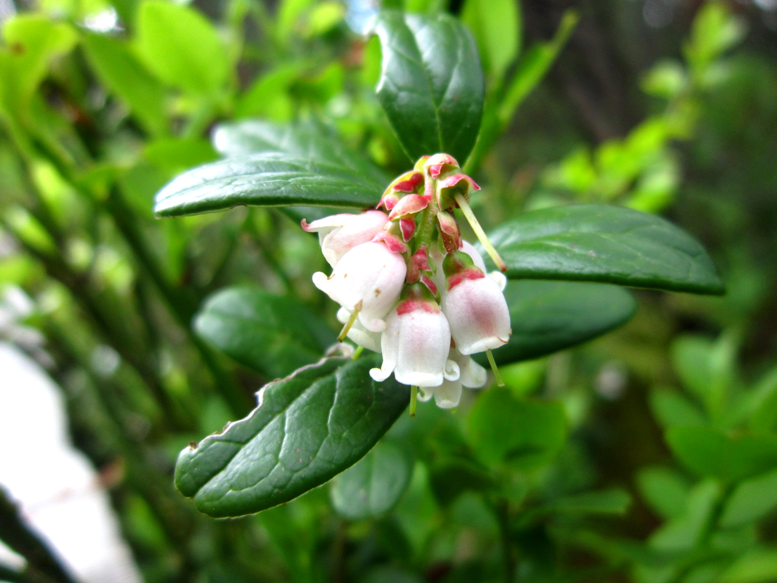 Merișorul, campion în menținerea sănătății tractului urinar | Paradis Verde
