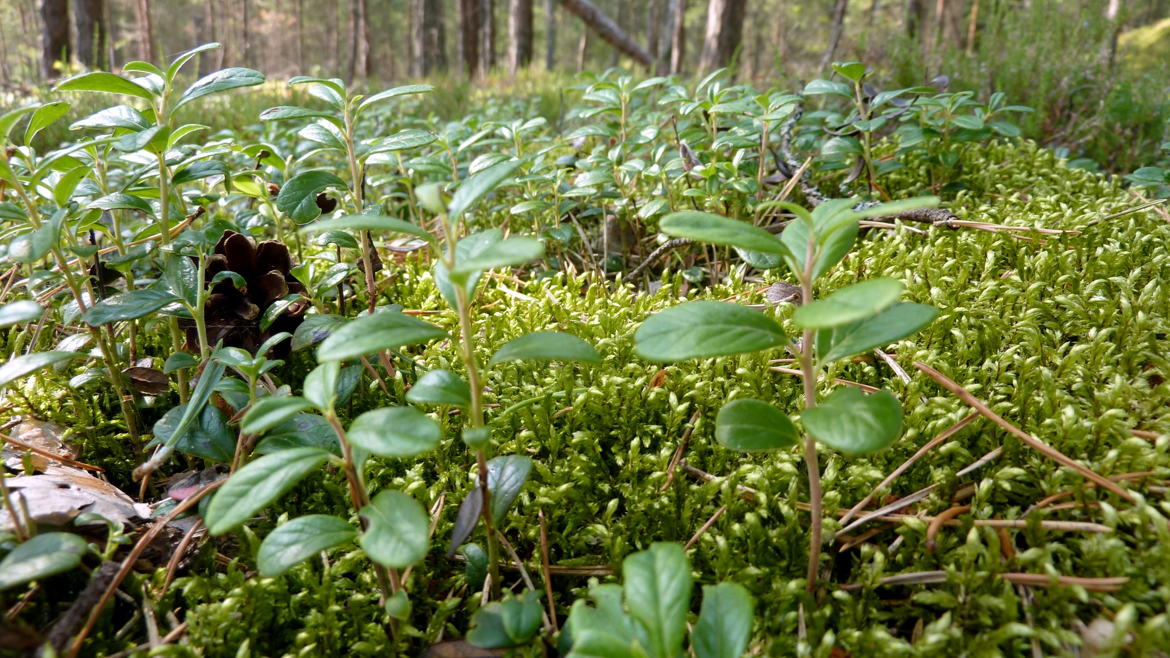 Merișorul, campion în menținerea sănătății tractului urinar | Paradis Verde