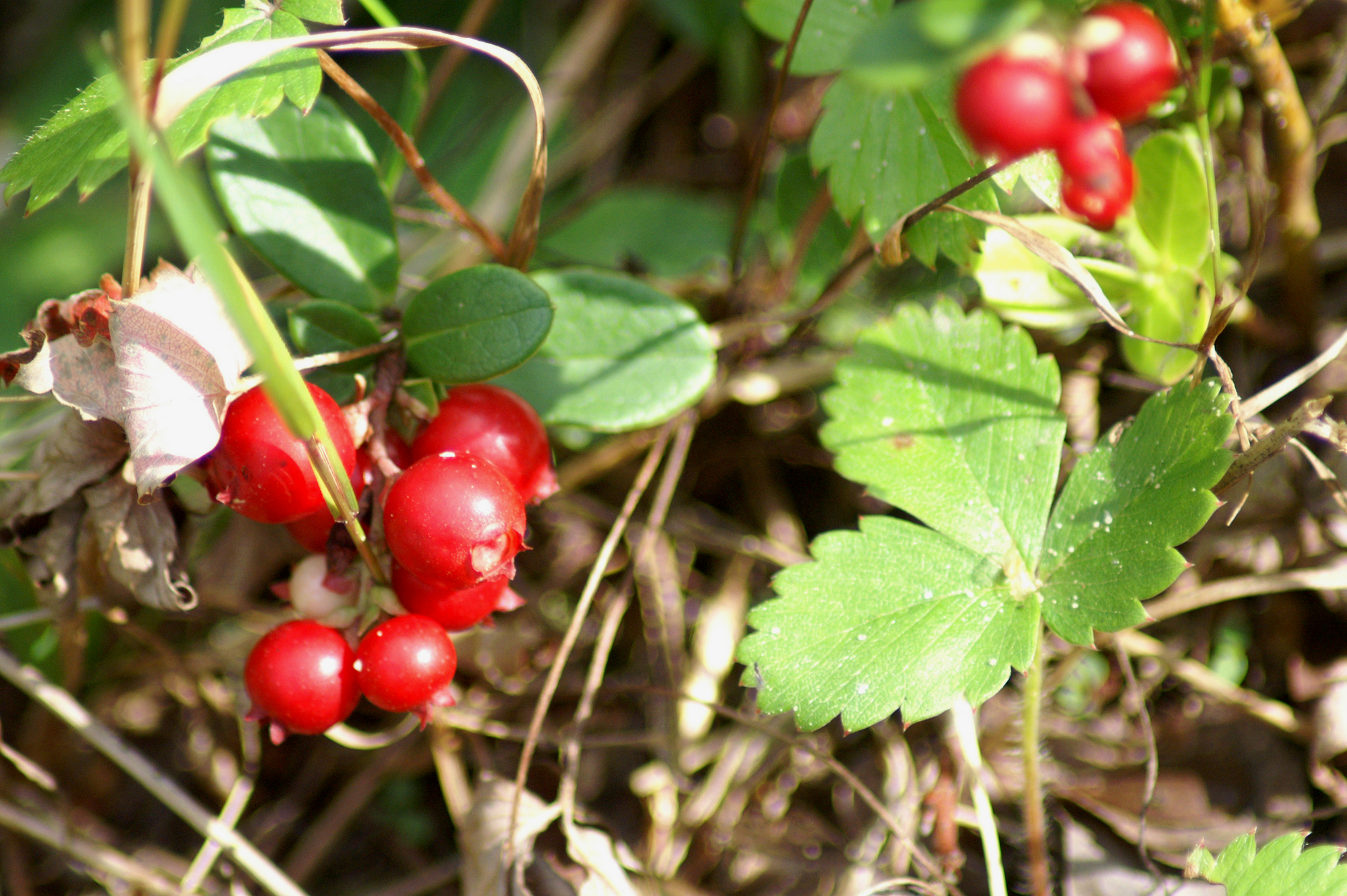 Merișorul, campion în menținerea sănătății tractului urinar | Paradis Verde