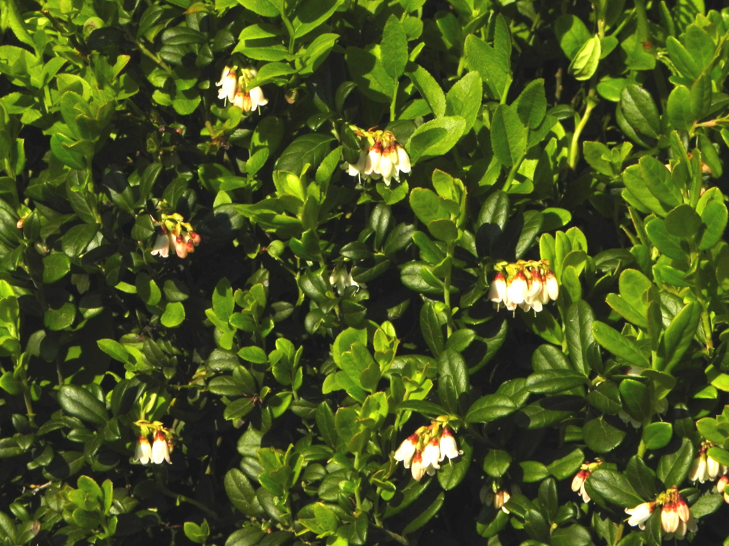 Merișorul, campion în menținerea sănătății tractului urinar | Paradis Verde