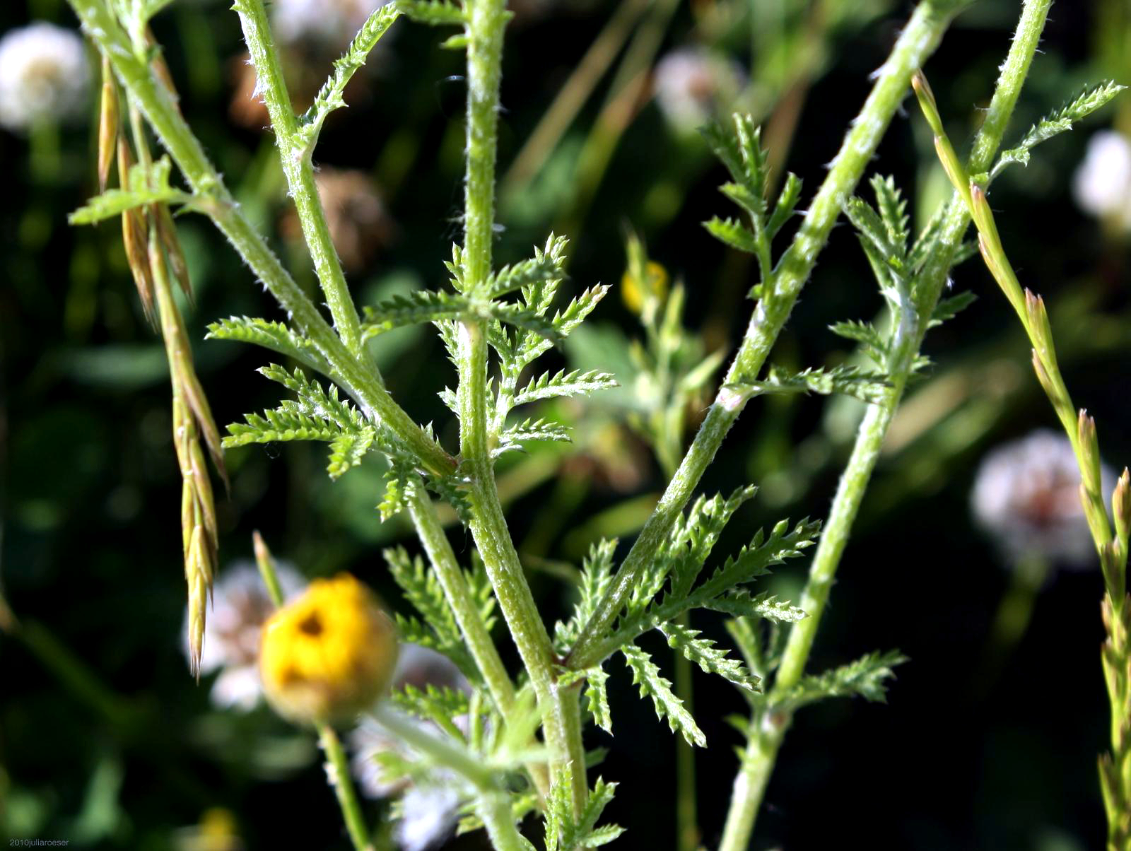 Mușețelul nobil, calmantul nervilor slăbiți | Paradis Verde