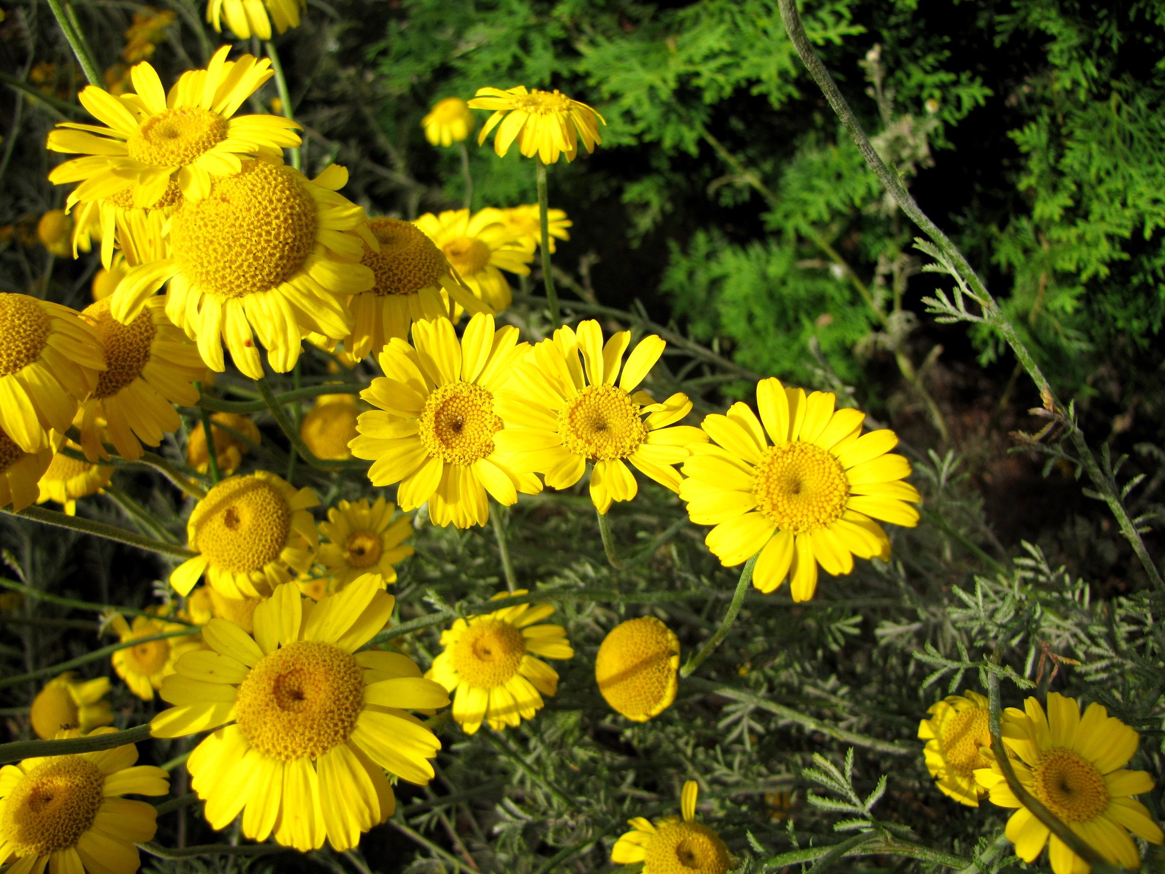 Mușețelul nobil, calmantul nervilor slăbiți | Paradis Verde