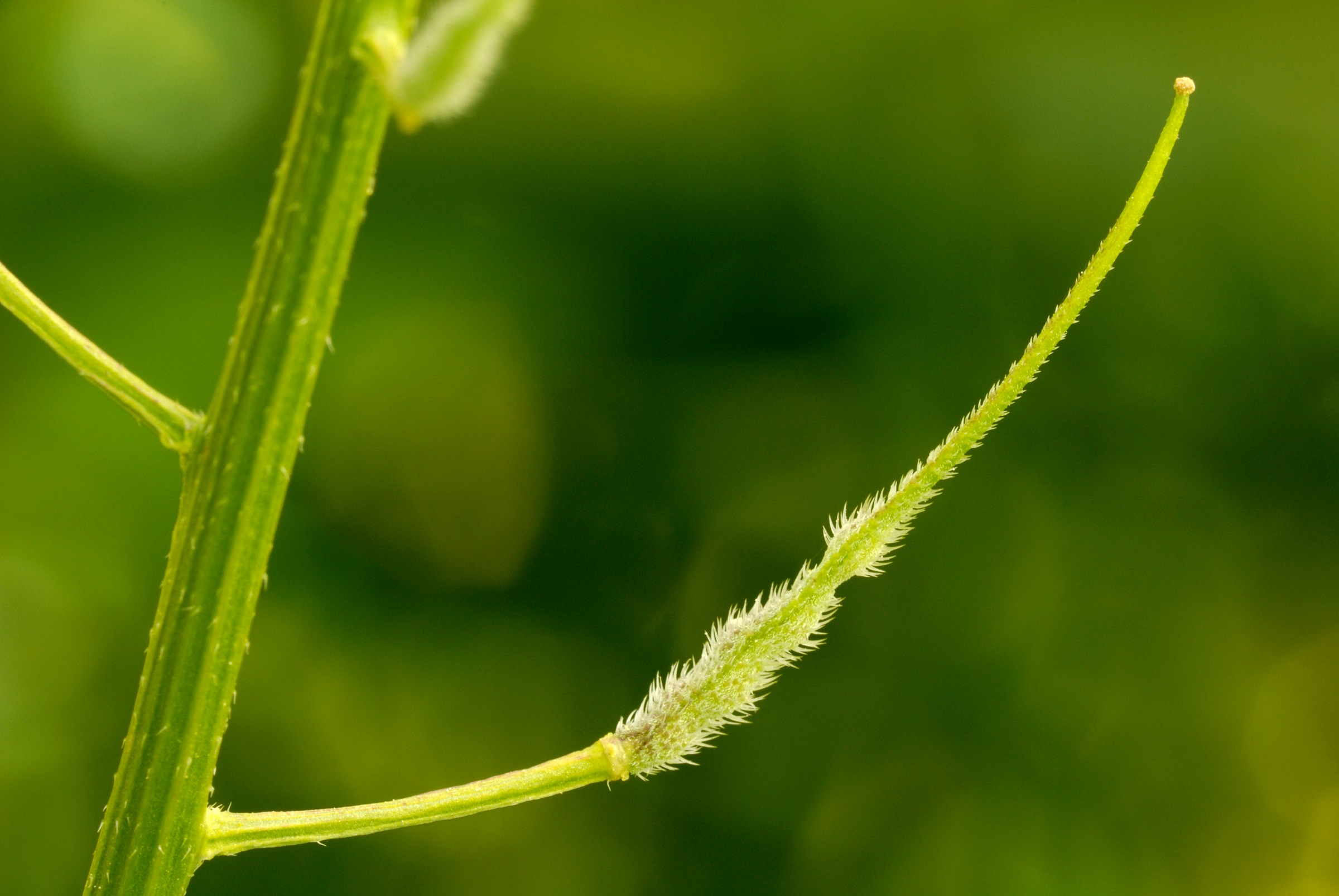 Muștarul, adjuvant în constipație și anorexie | Paradis Verde