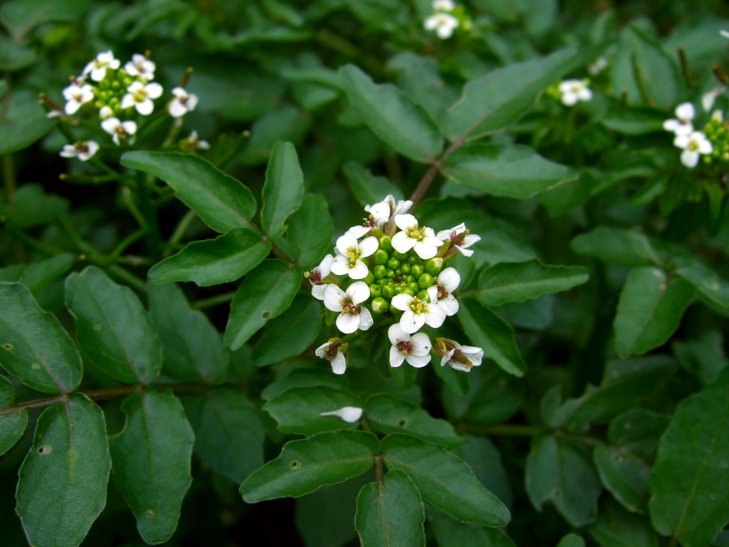 Năsturelul - mai mult fier decât spanacul, mai mult calciu decât ...