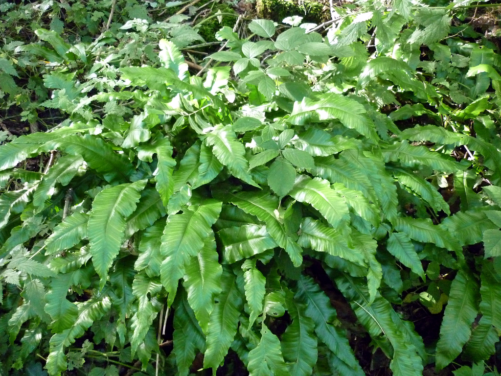 Năvalnicul, un excelent diuretic (și mai mult de atât) | Paradis Verde