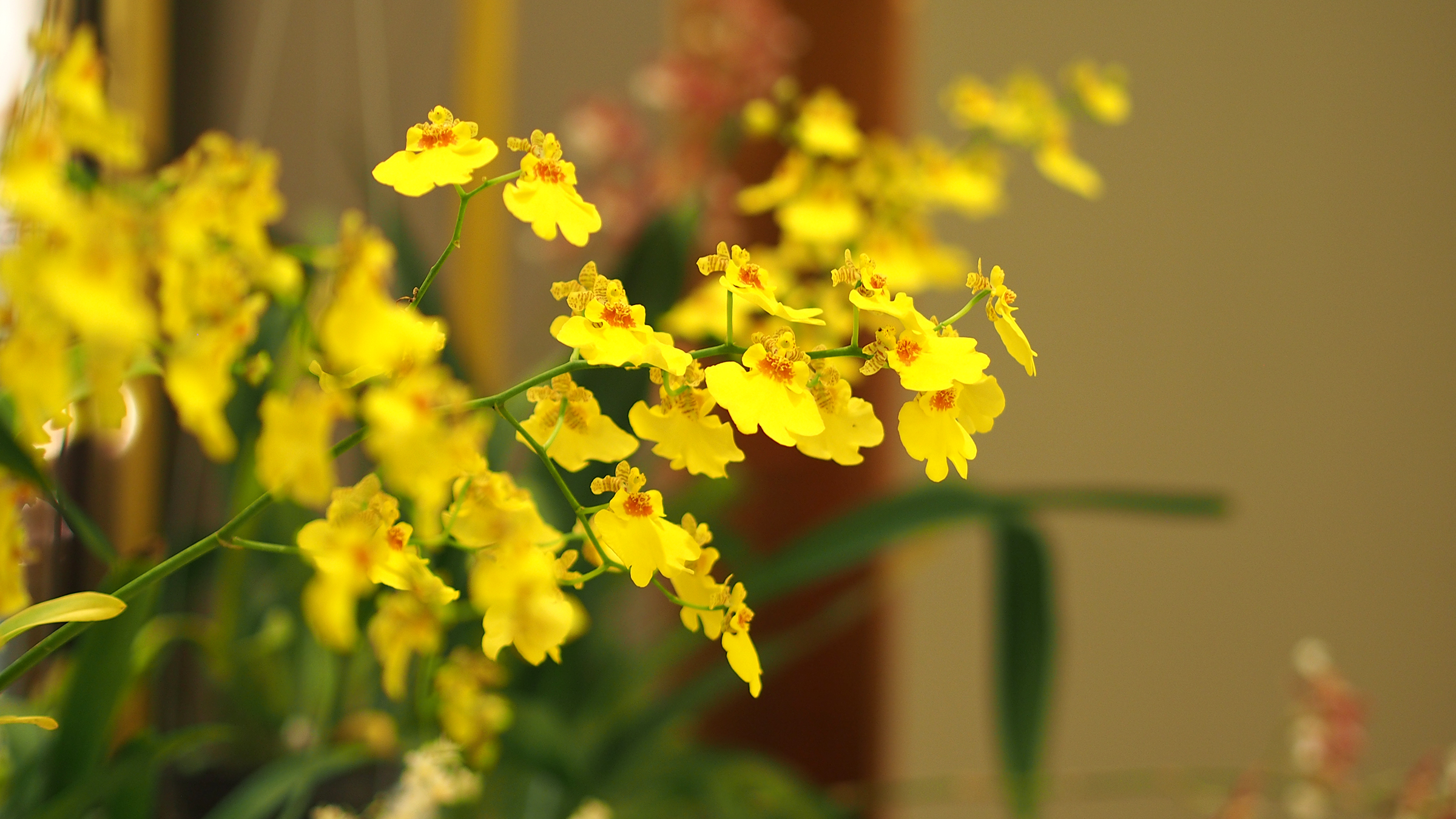 Regula generală și reguli speciale de udare corectă a orhideelor ...