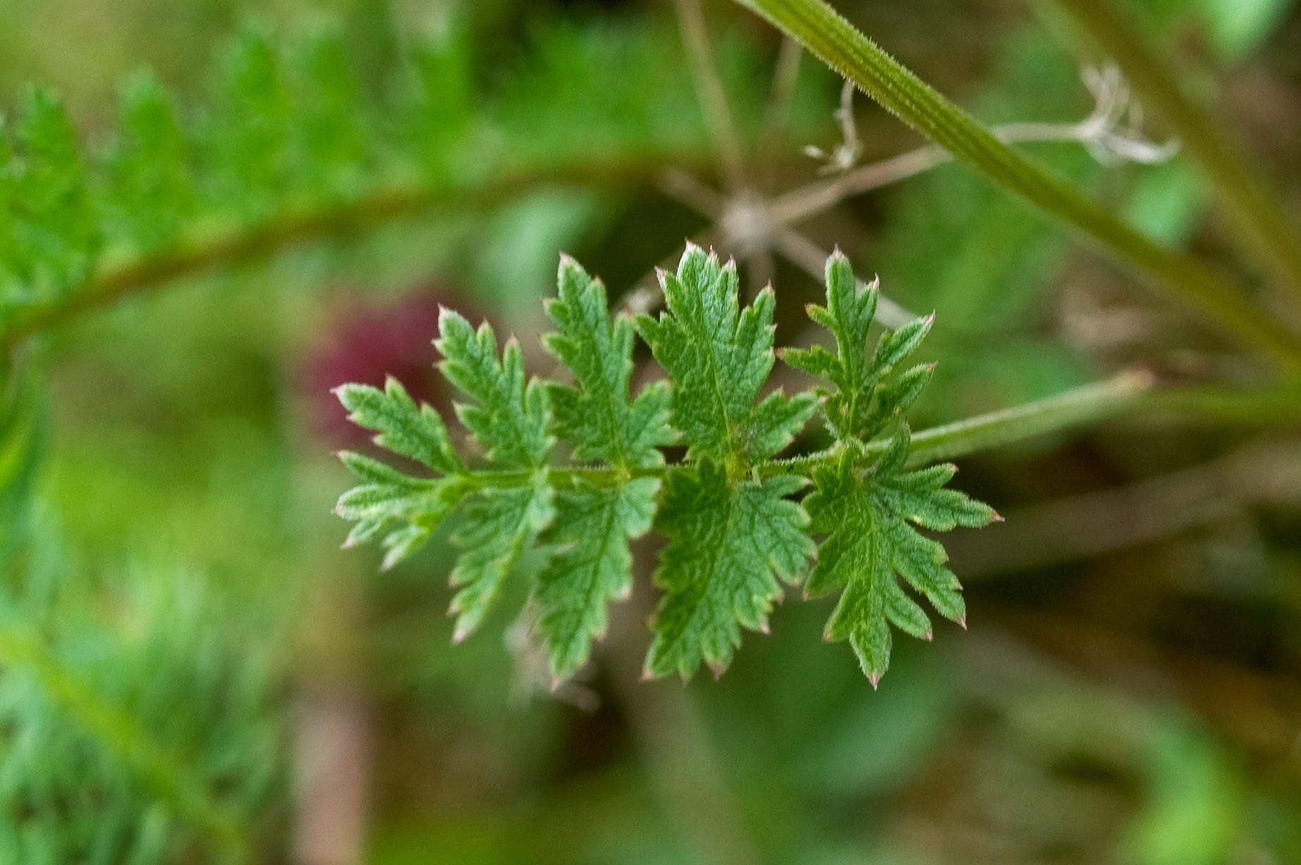 Pătrunjelul-de-câmp, expectorant și fortifiant al plămânilor | Paradis ...