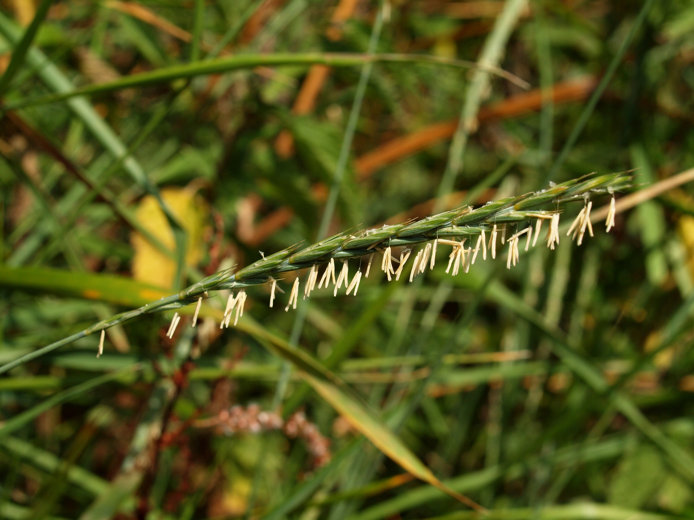 Cât ne este de folos pirul pentru sănătate | Paradis Verde