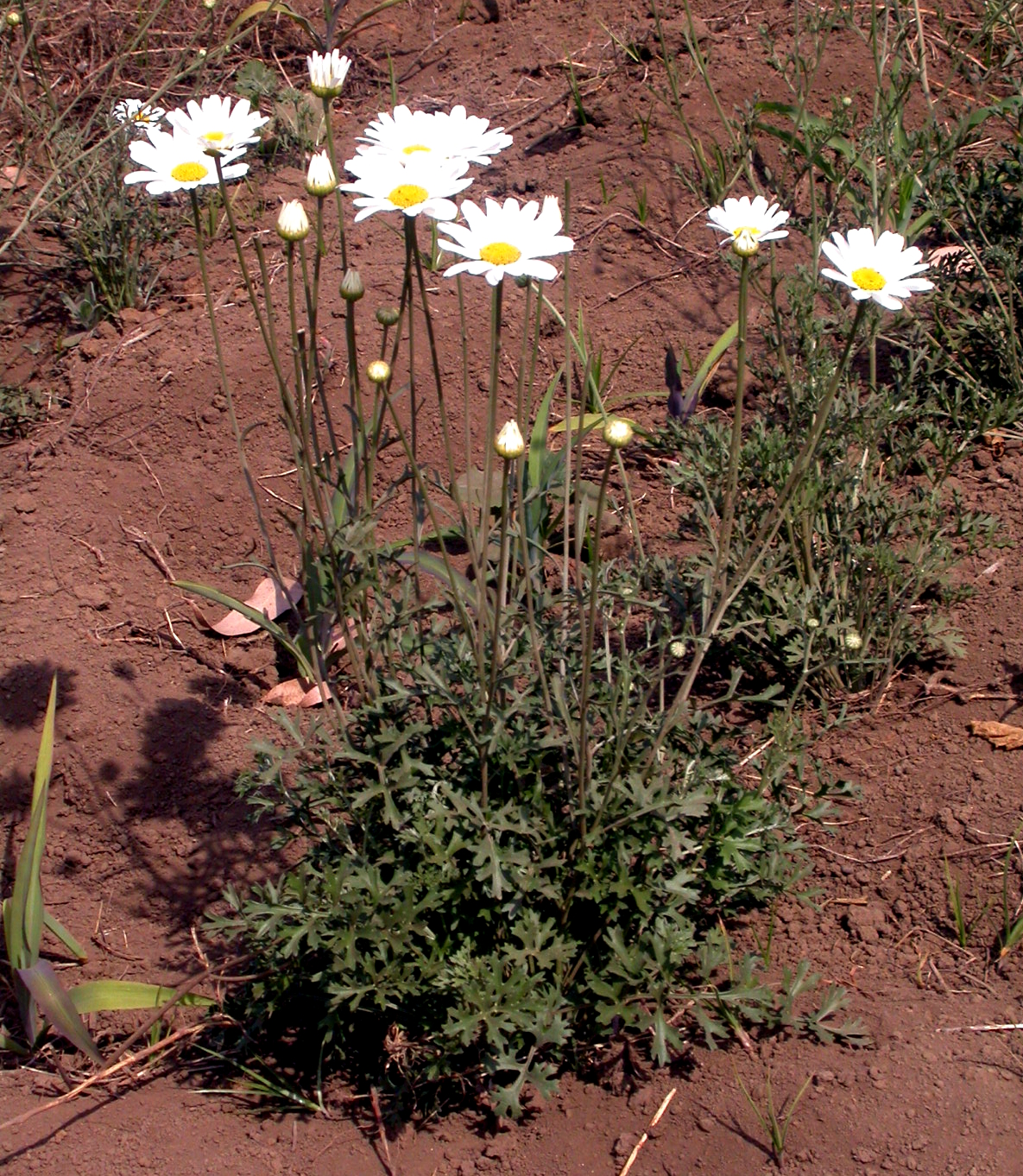 Piretrul, planta medicinală care combate oxiurii și limbricii | Paradis ...