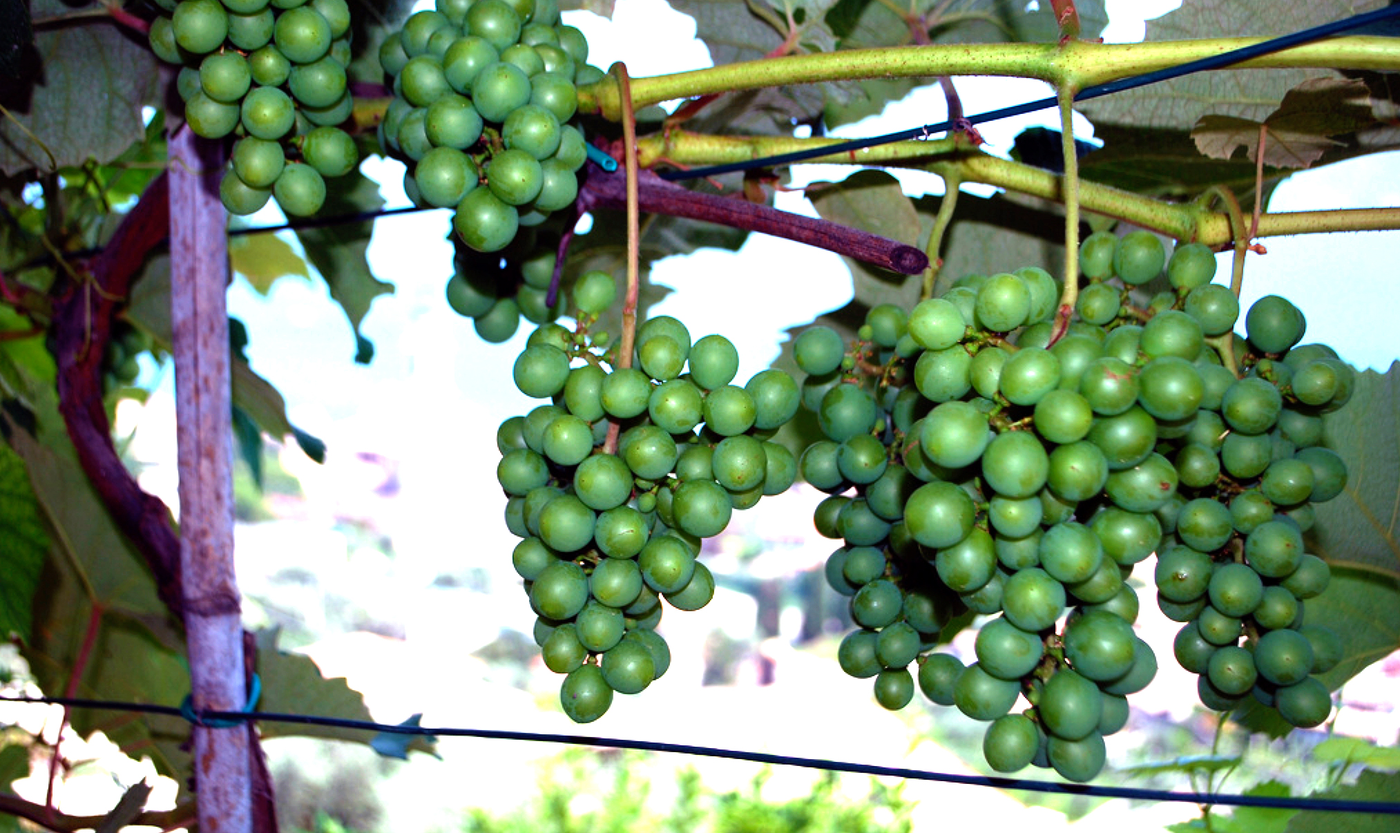 Riesling italian | Paradis Verde