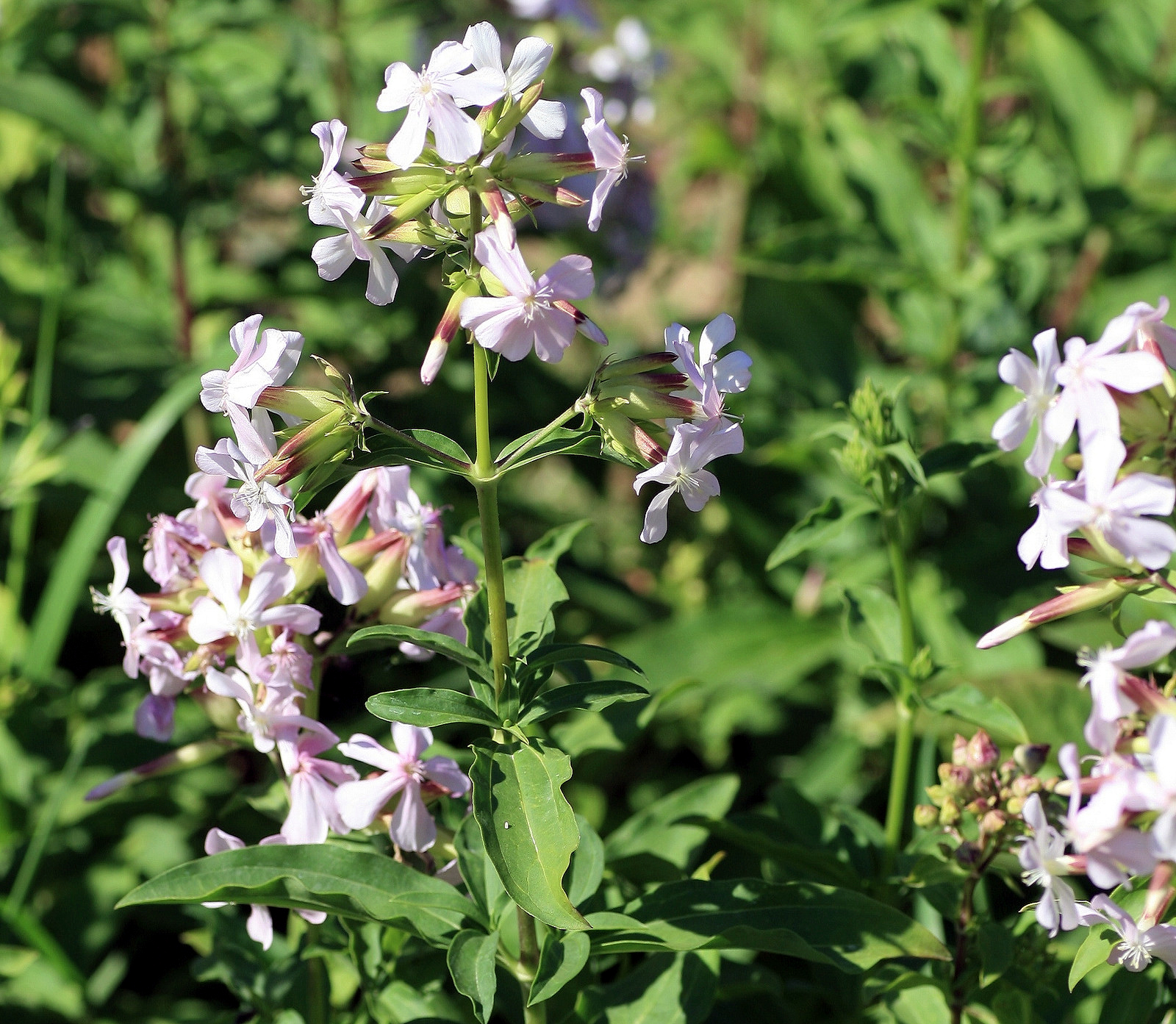 Săpunarița curăță sângele și elimină toxinele | Paradis Verde