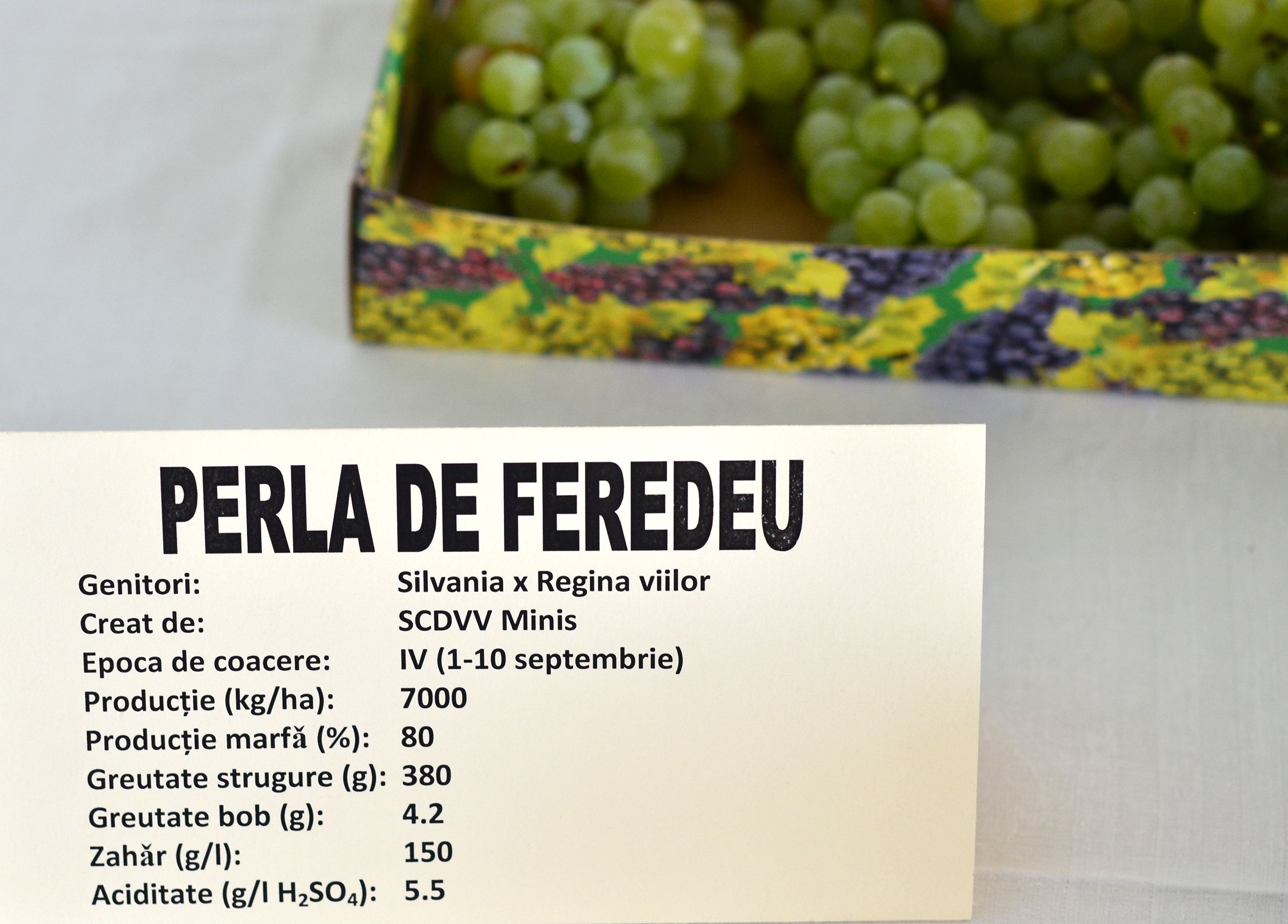 Concurs și expoziție de struguri de masă, la Valea Călugărească ...