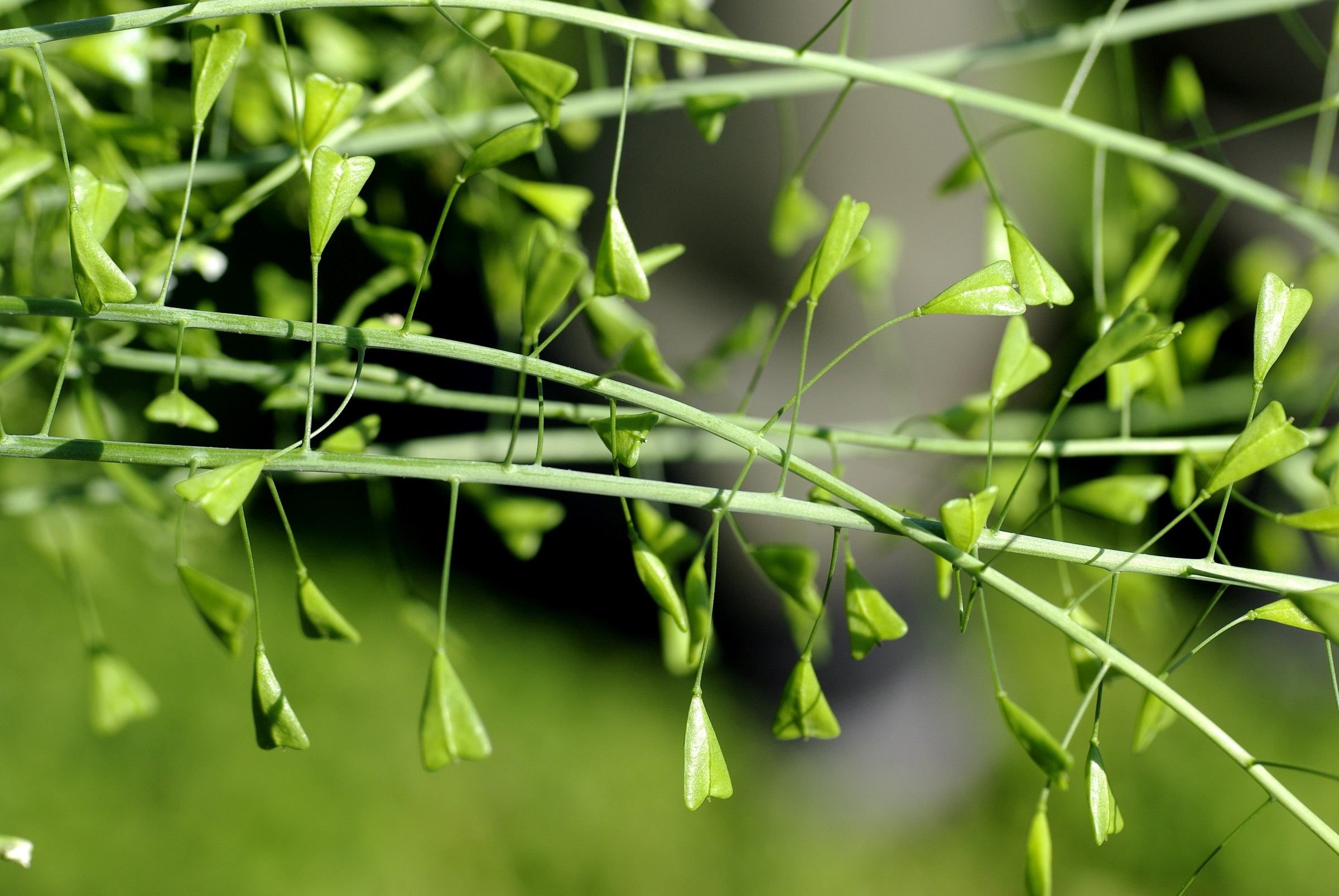 Sănătate și stare de bine din traista-ciobanului | Paradis Verde